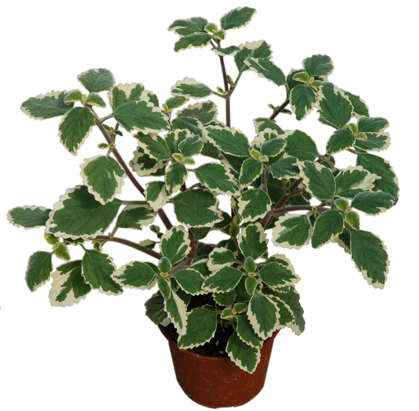 Plektrantus (Komarzyca) 15 - 30 cm - Leroy Merlin