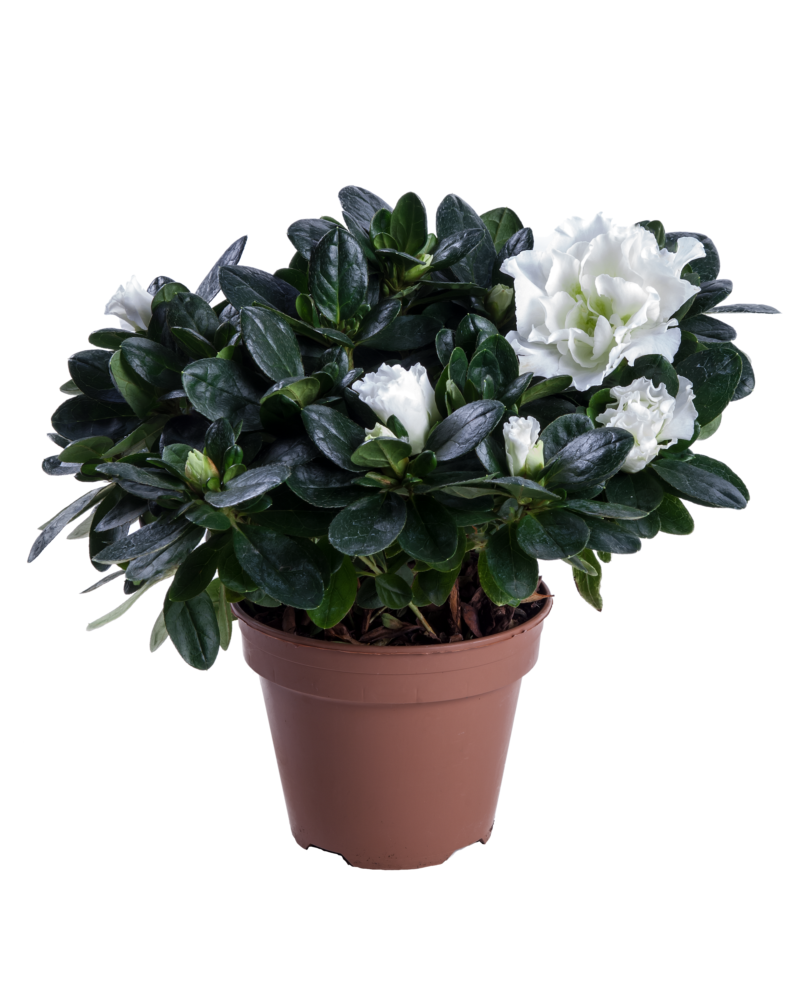 Azalea mix 20 cm - Leroy Merlin