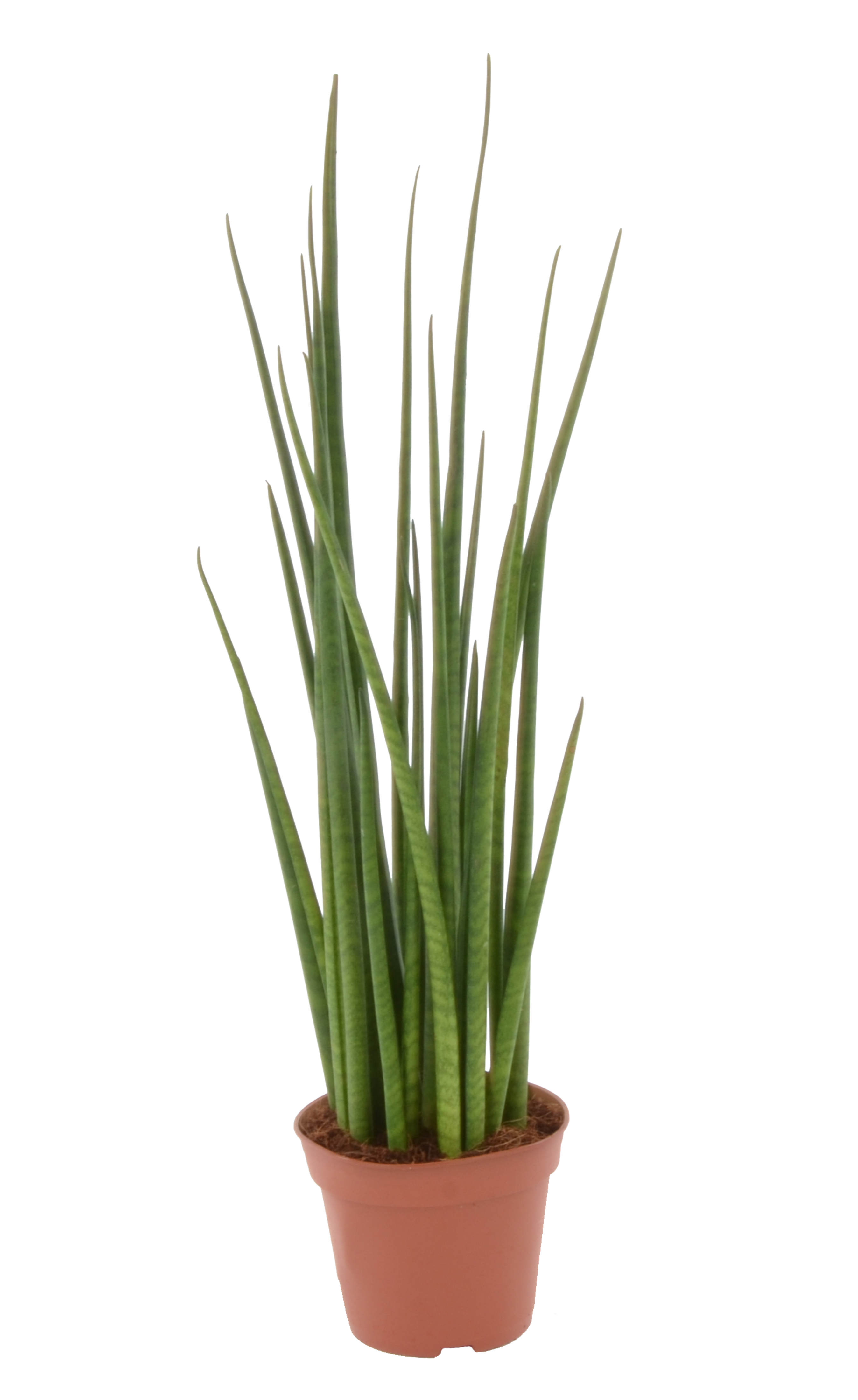 Sansewieria Bacularis Mikado 60 cm - Leroy Merlin