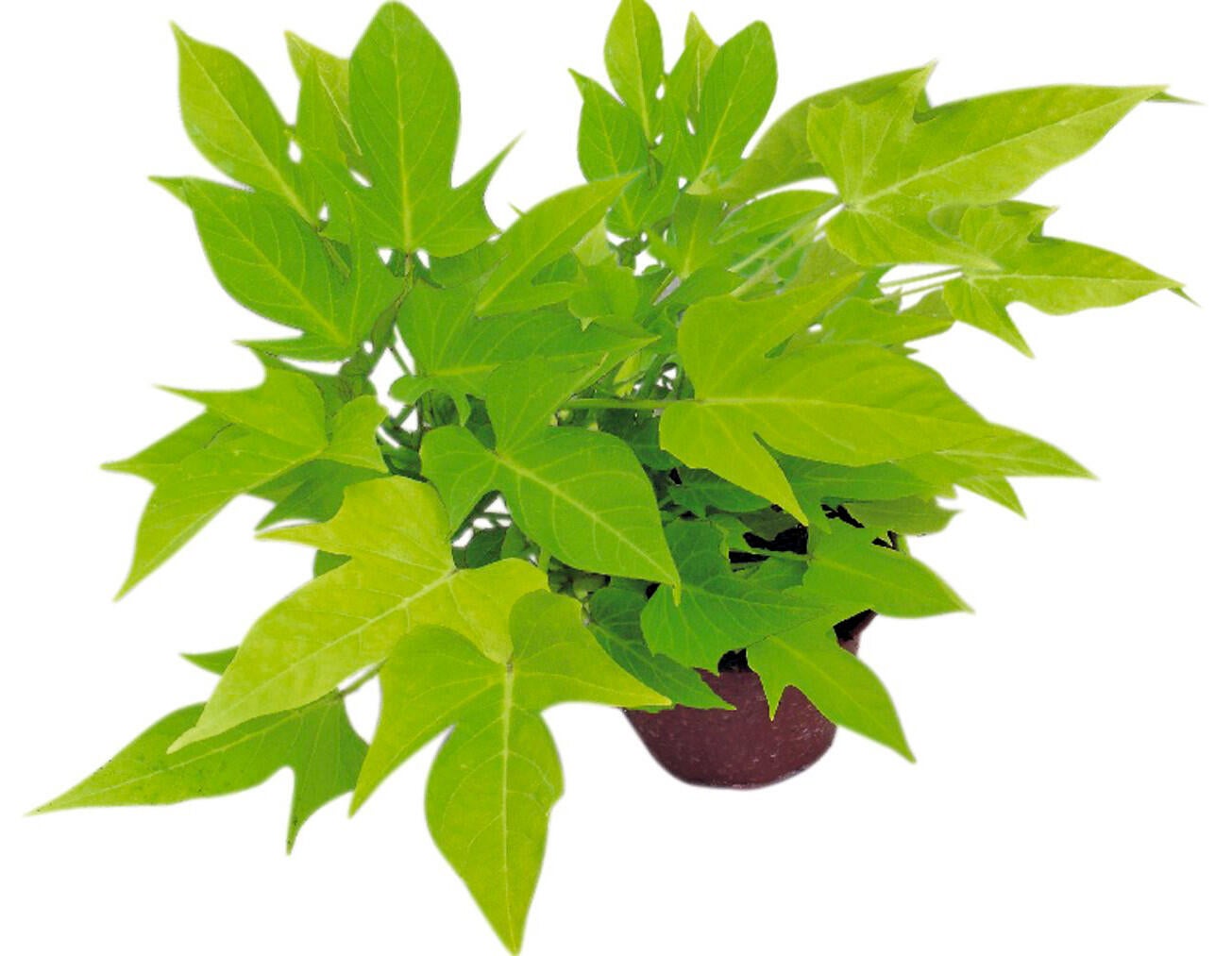 Wilec mix 15-30 cm - Leroy Merlin