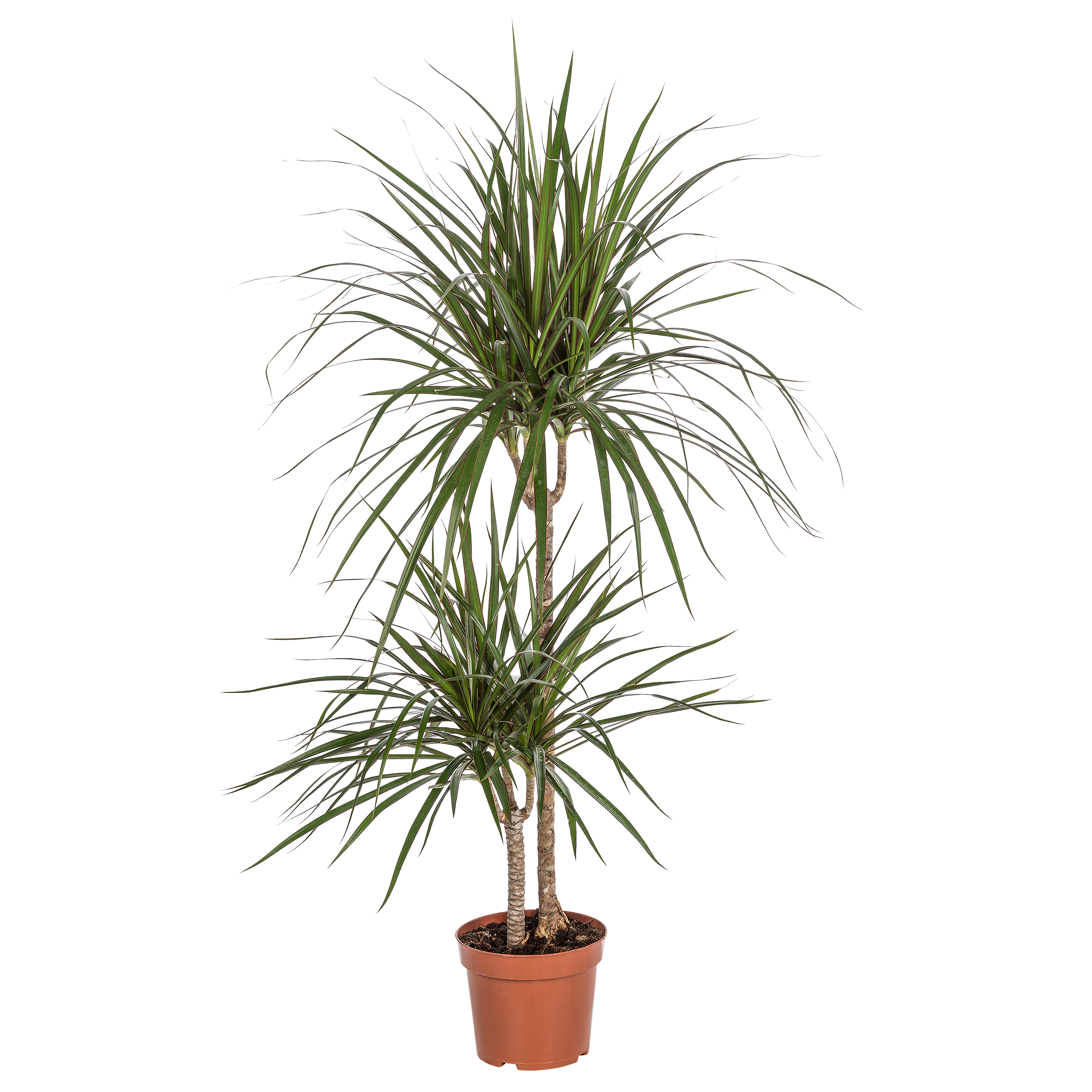 Dracena obrzeżona mix 100 cm - Leroy Merlin