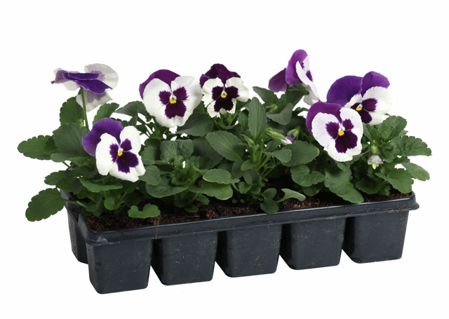 Bratki - Leroy Merlin