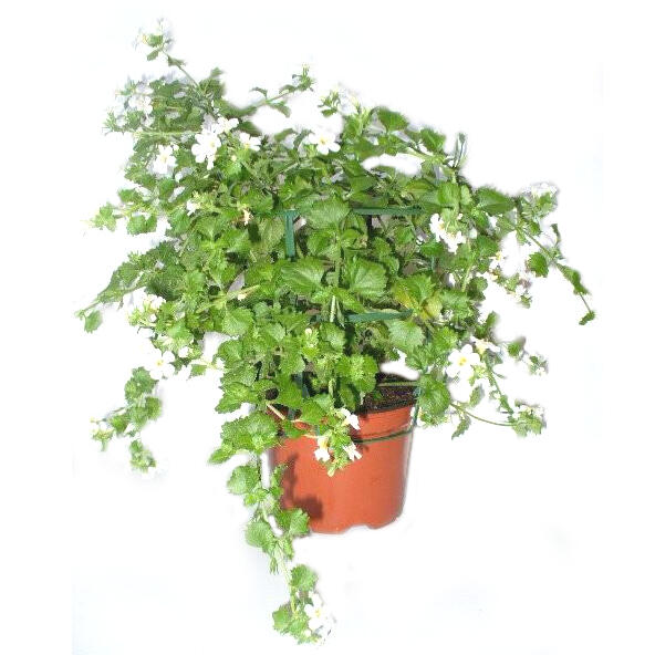 Bakopa mix 20-25 cm - Leroy Merlin