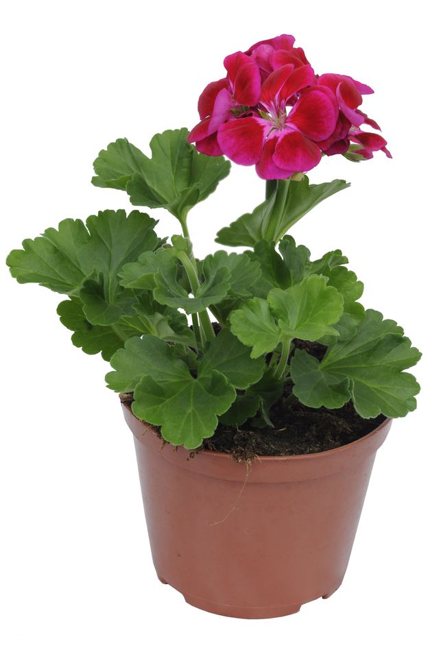 Pelargonie rabatowe i bluszczolistne do ogrodu i balkonu