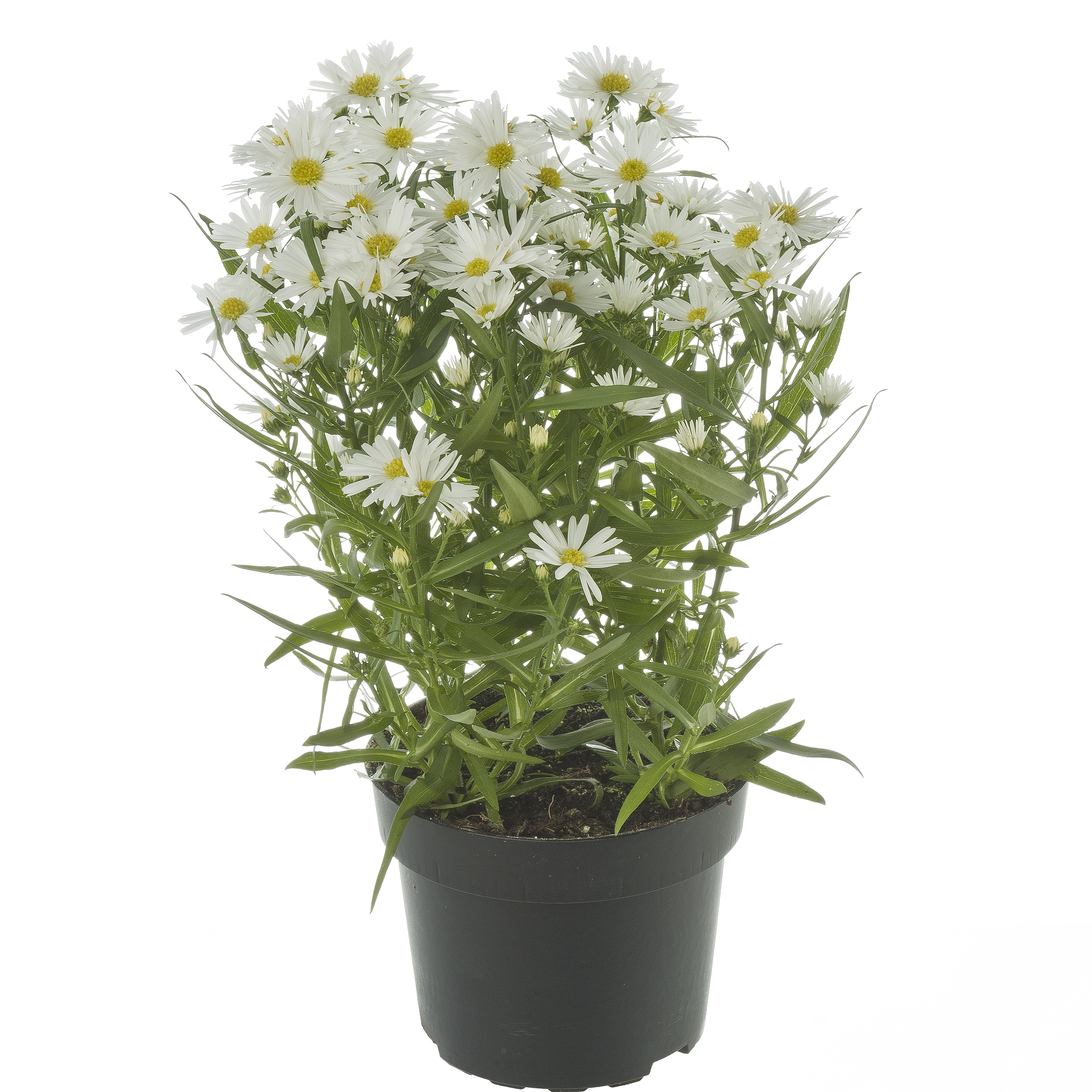 Aster Marcinki mix 35-40 cm - Leroy Merlin