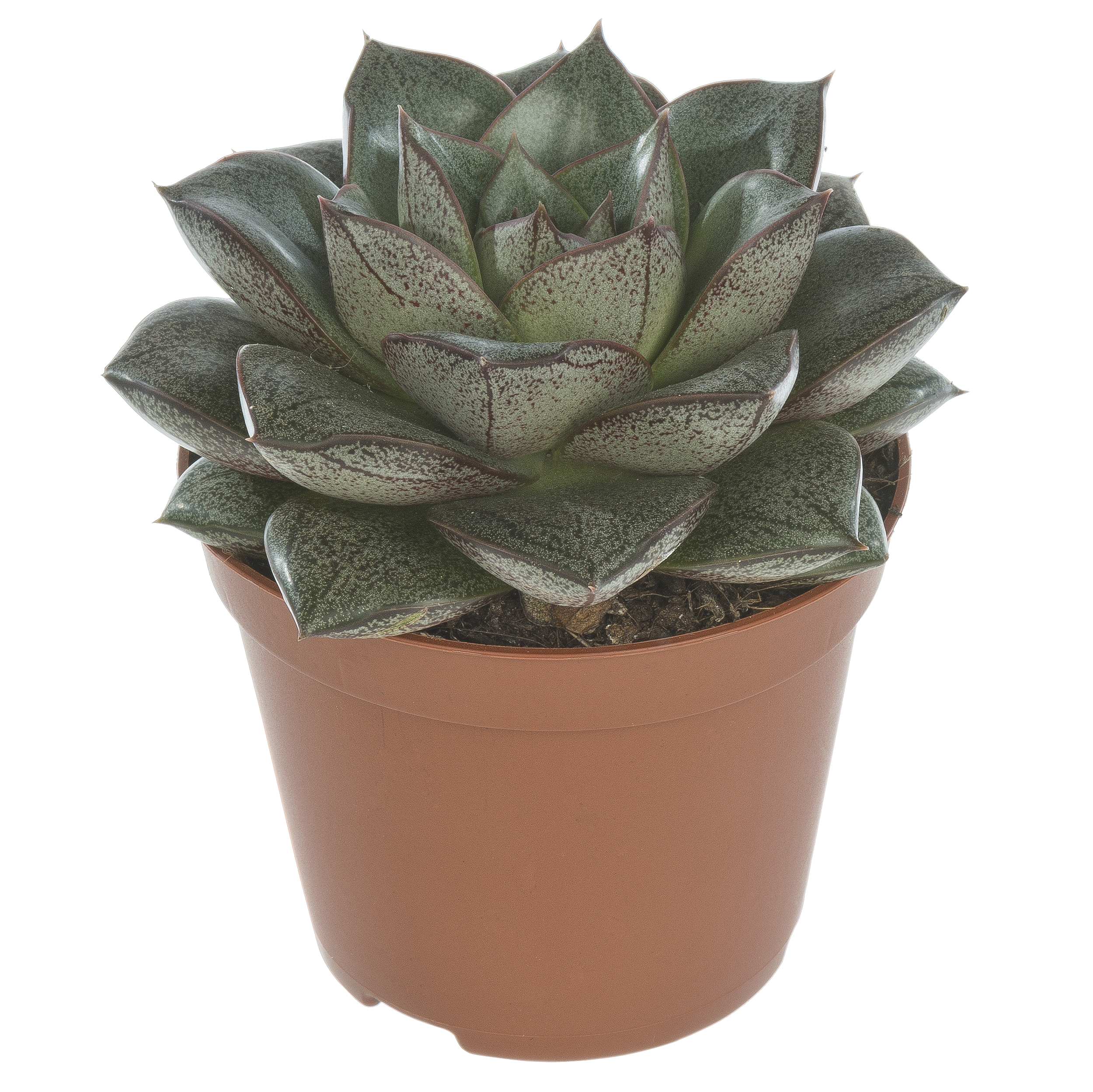 Sukulenty mix 15 cm - Leroy Merlin