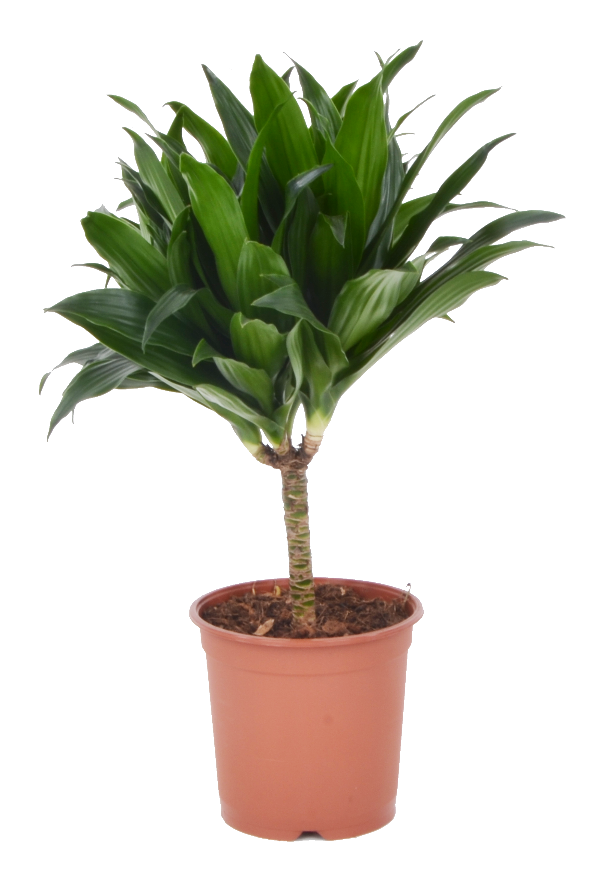 Dracena wonna (forma pienna) mix 50 cm - Leroy Merlin