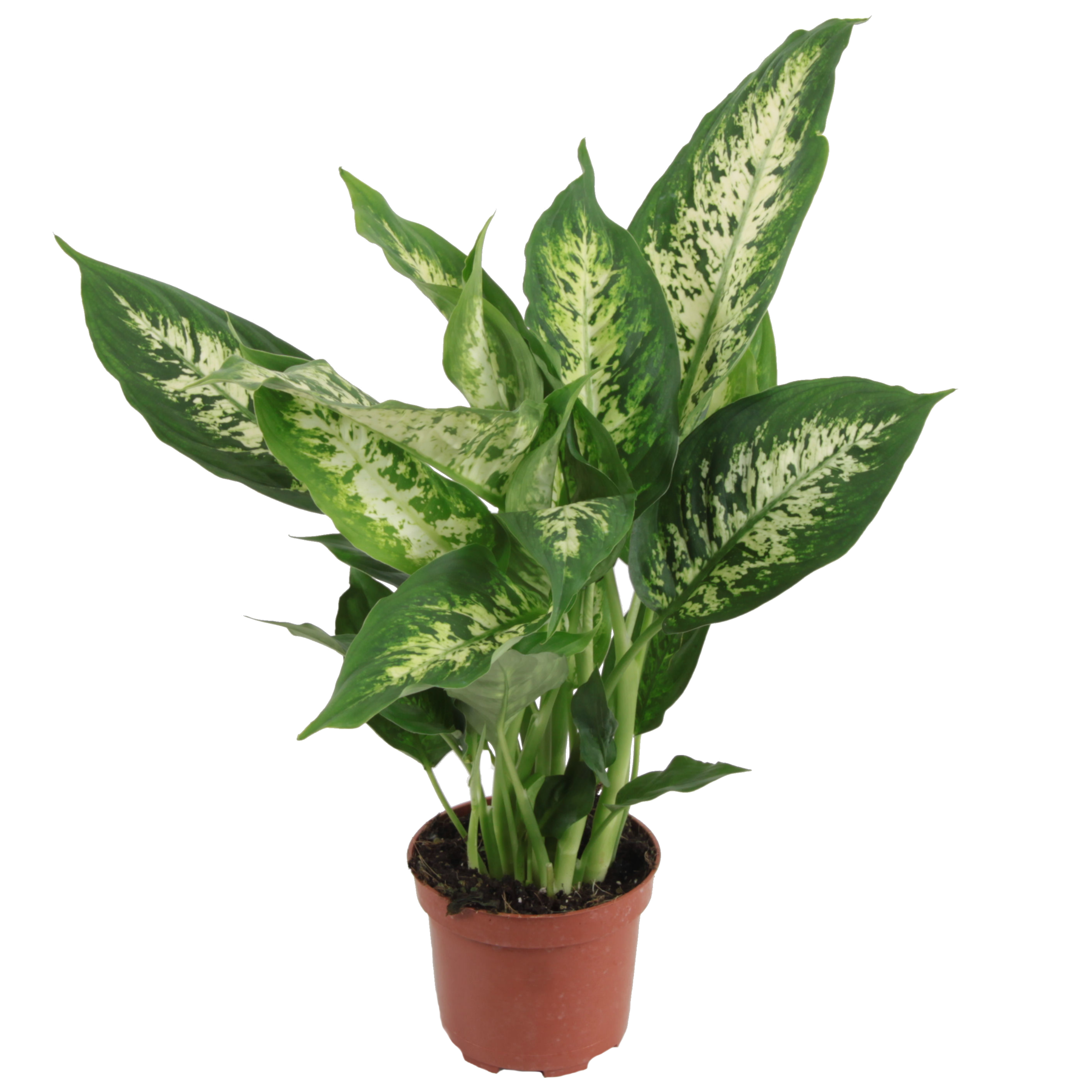 Difenbachia mix 40 cm - Leroy Merlin