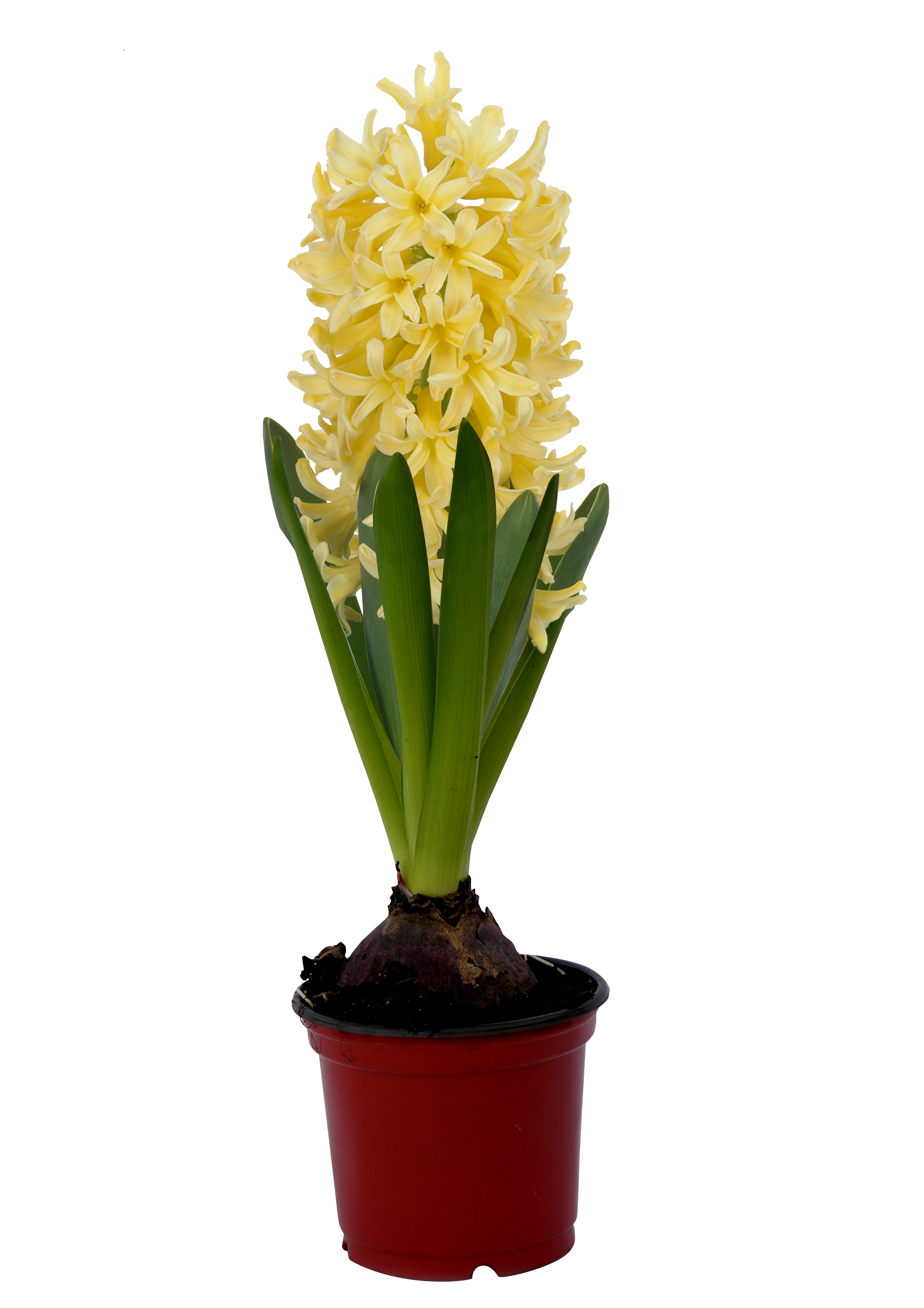 Hiacynt żółty 20 cm - Leroy Merlin