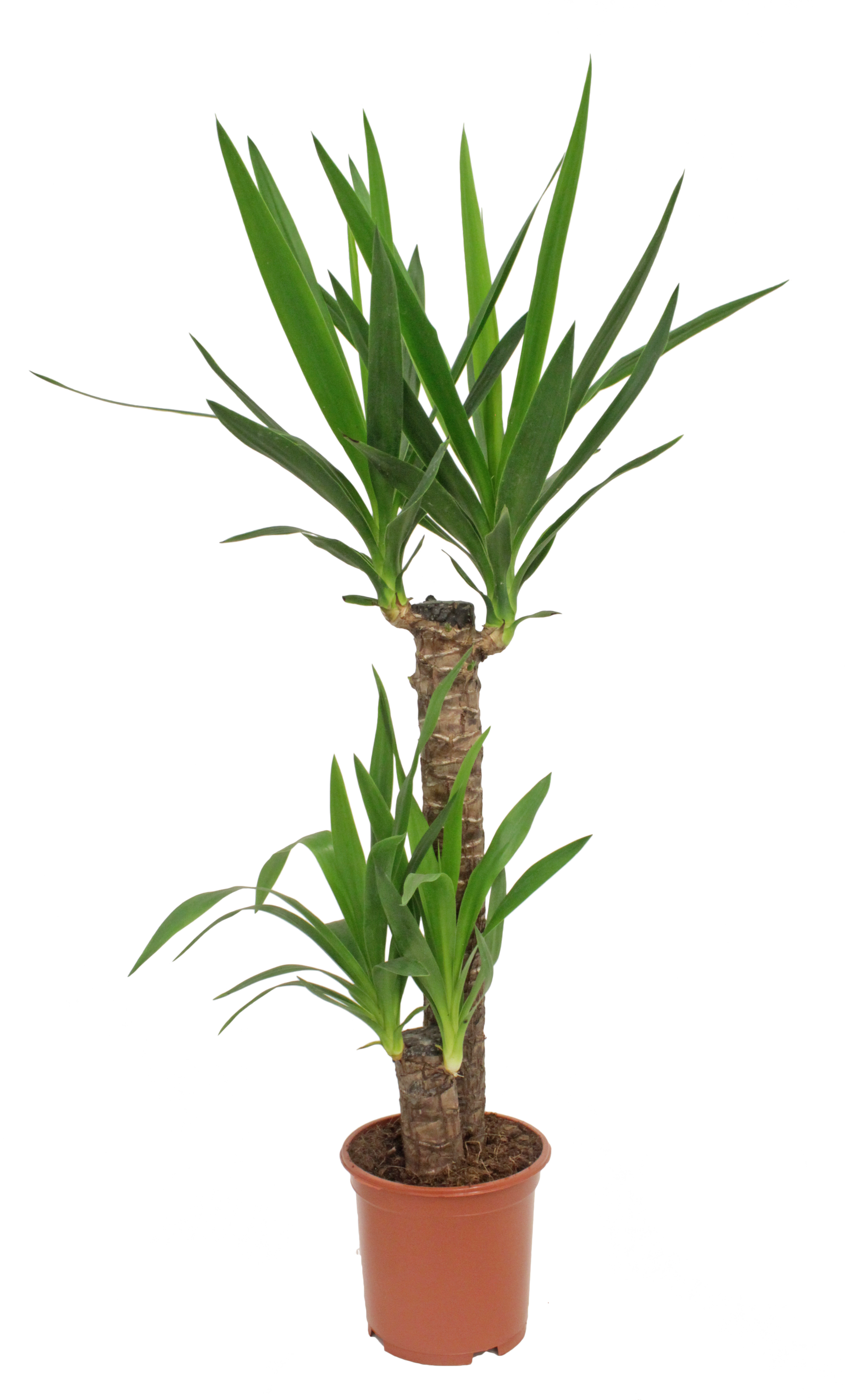 Juka 70 cm - Leroy Merlin