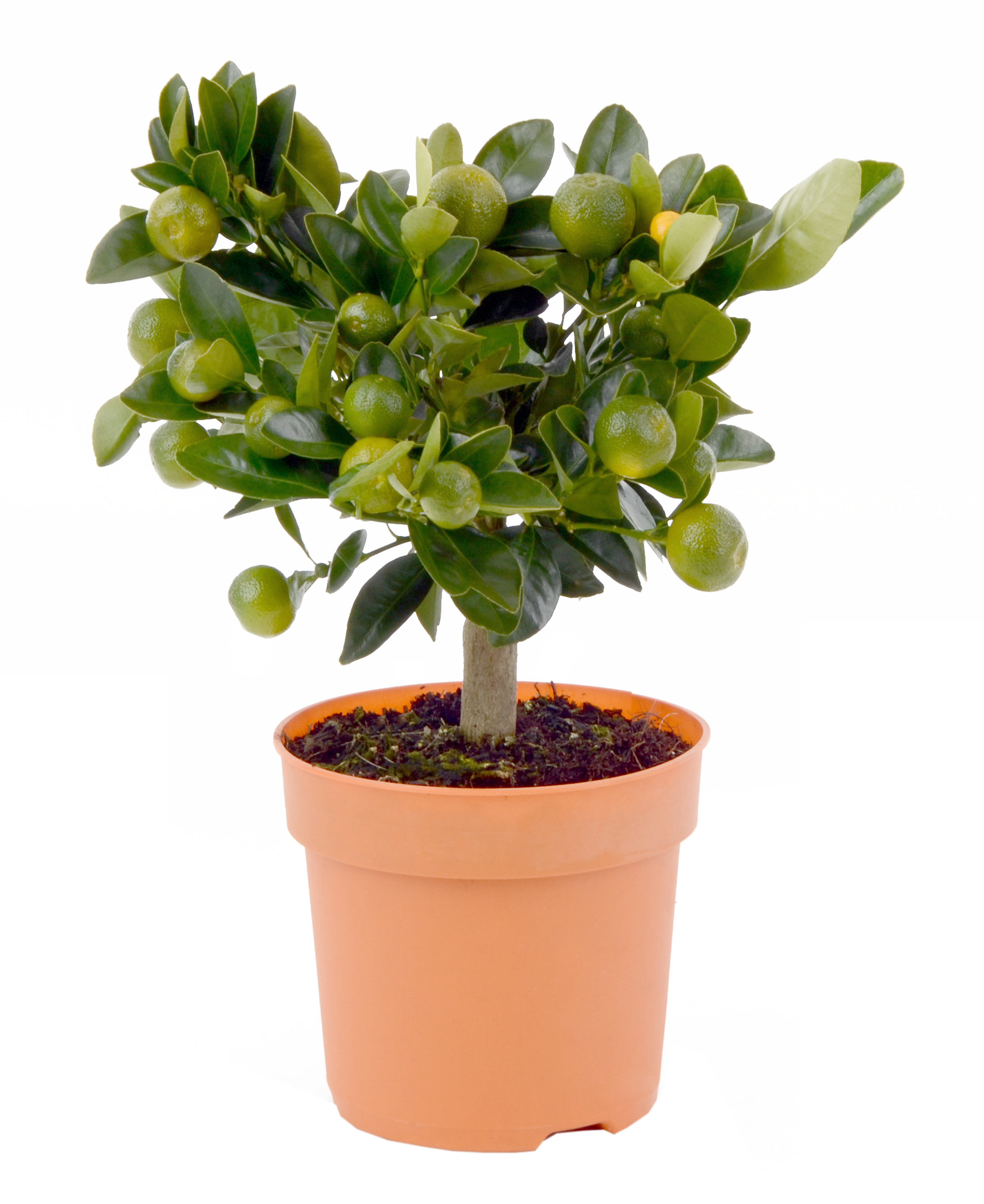 Cytrus mix 40-45 cm - Leroy Merlin