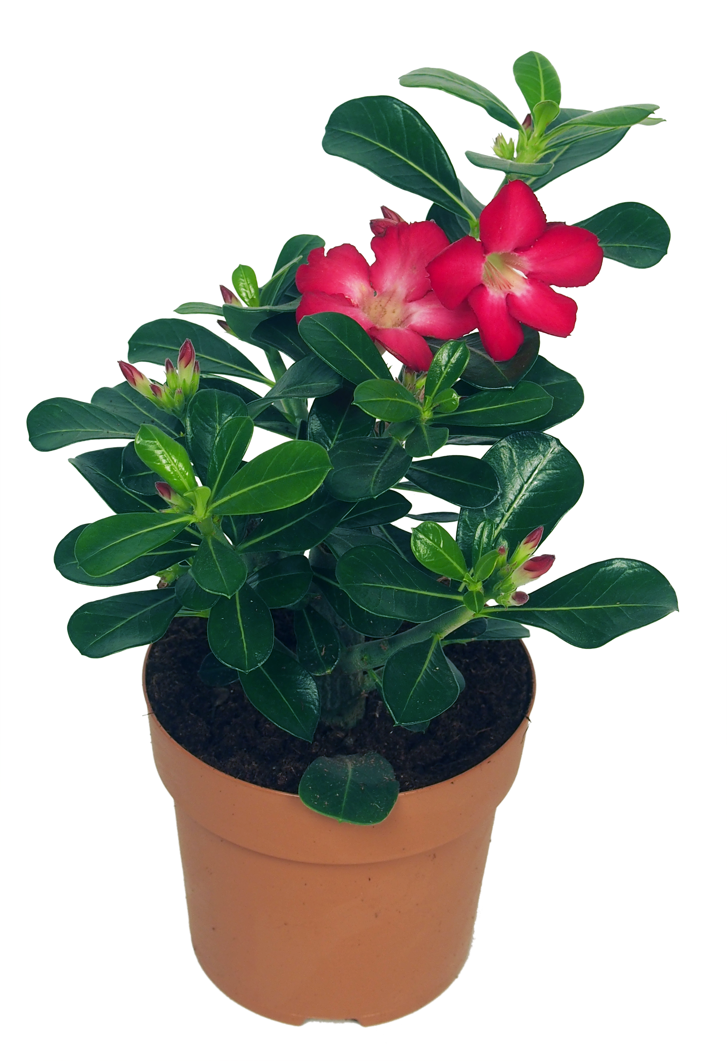 Róża pustyni Adenium Obesum Anouk 35 cm - Leroy Merlin