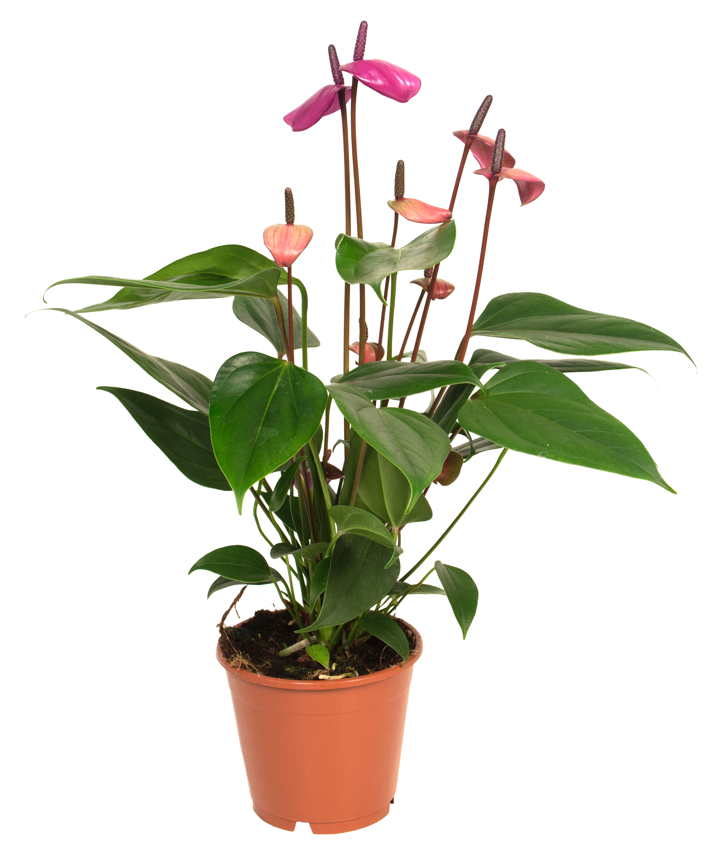 Anturium Andreego Fiorino Purple 50cm - Leroy Merlin