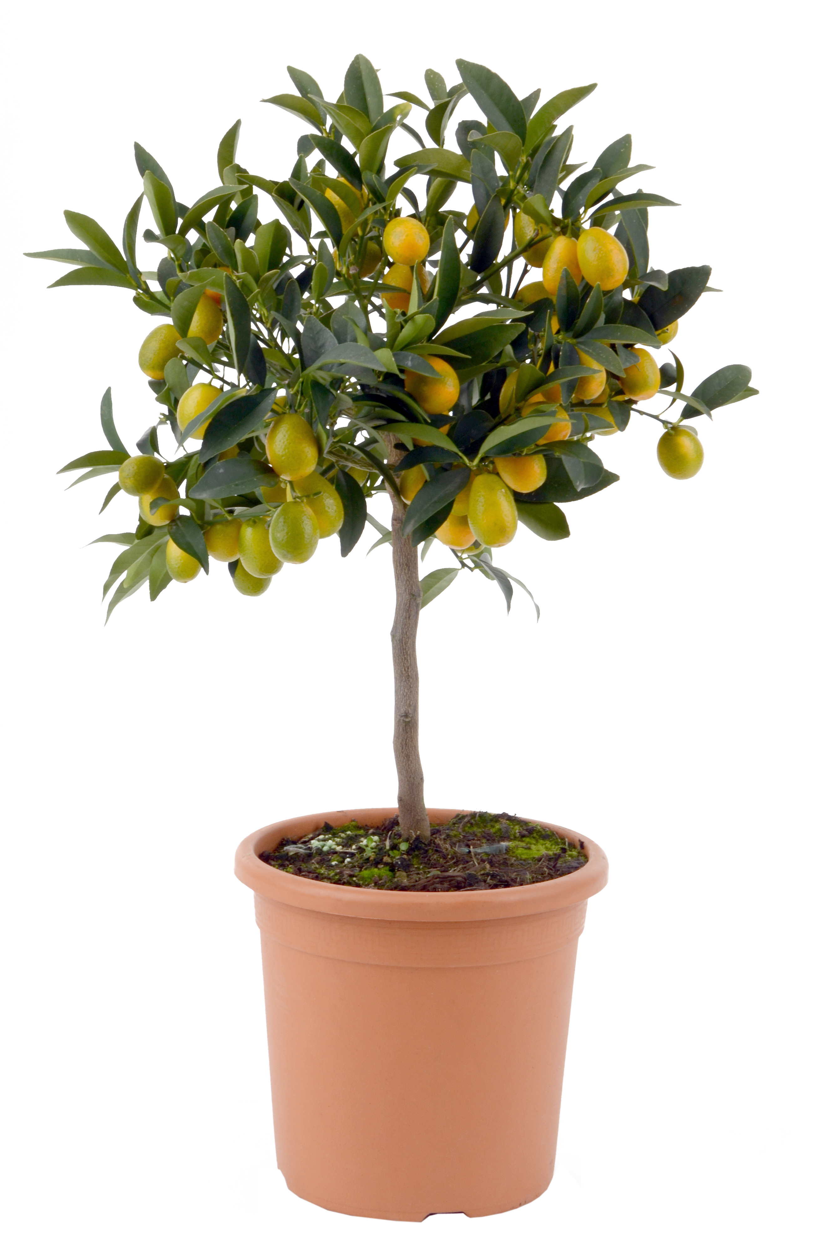 Cytrus forma pienna mix 70-80 cm - Leroy Merlin