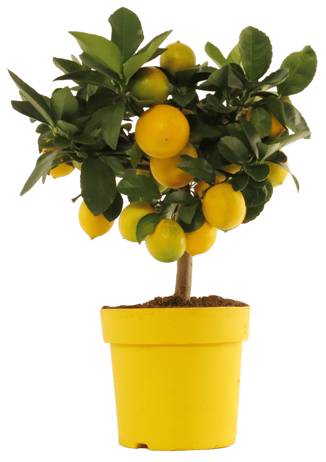 Cytrusy doniczkowe - rośliny cytrusowe do domu i ogrodu