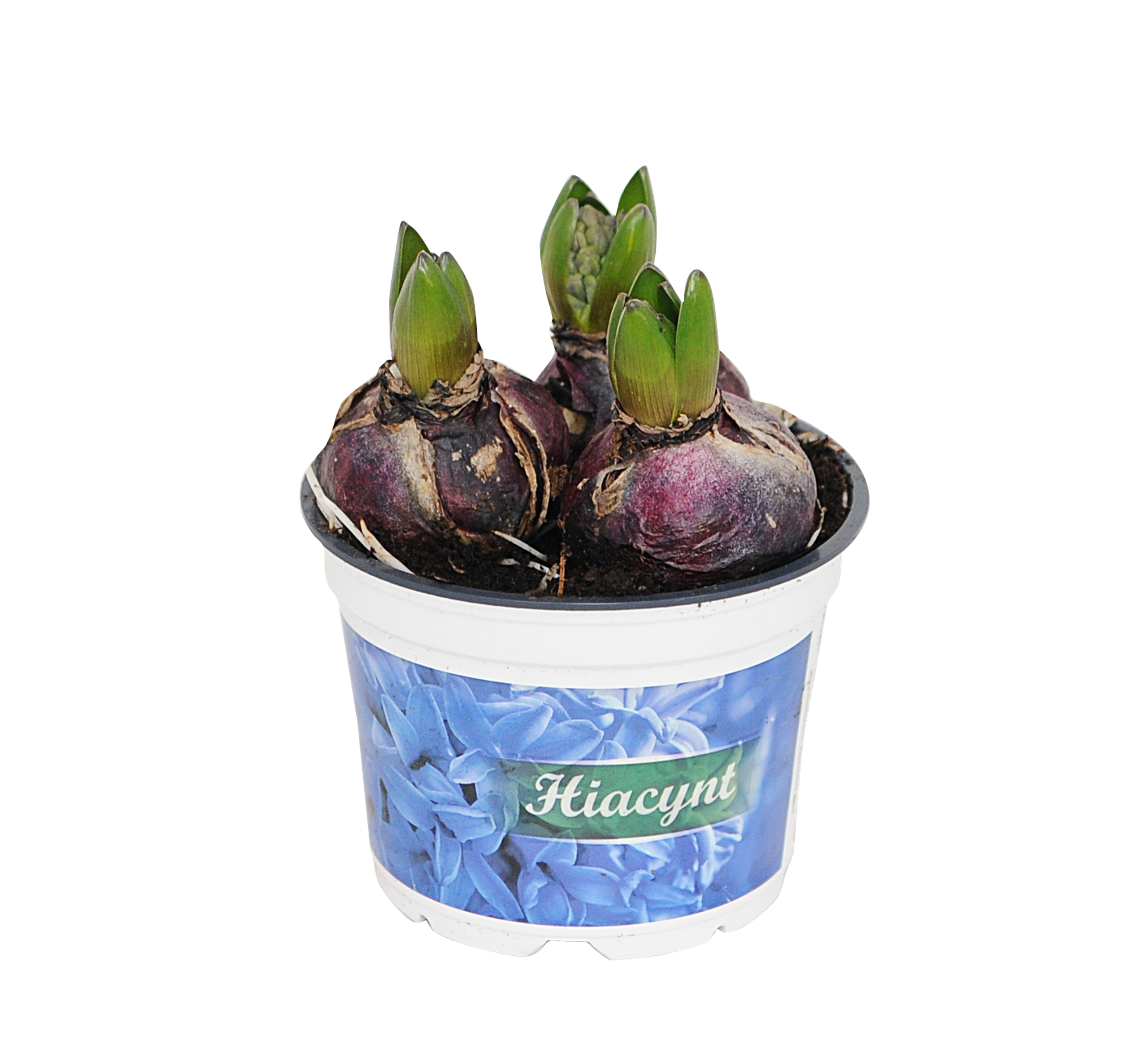 Hiacynt 3 cebule mix 15cm - Leroy Merlin