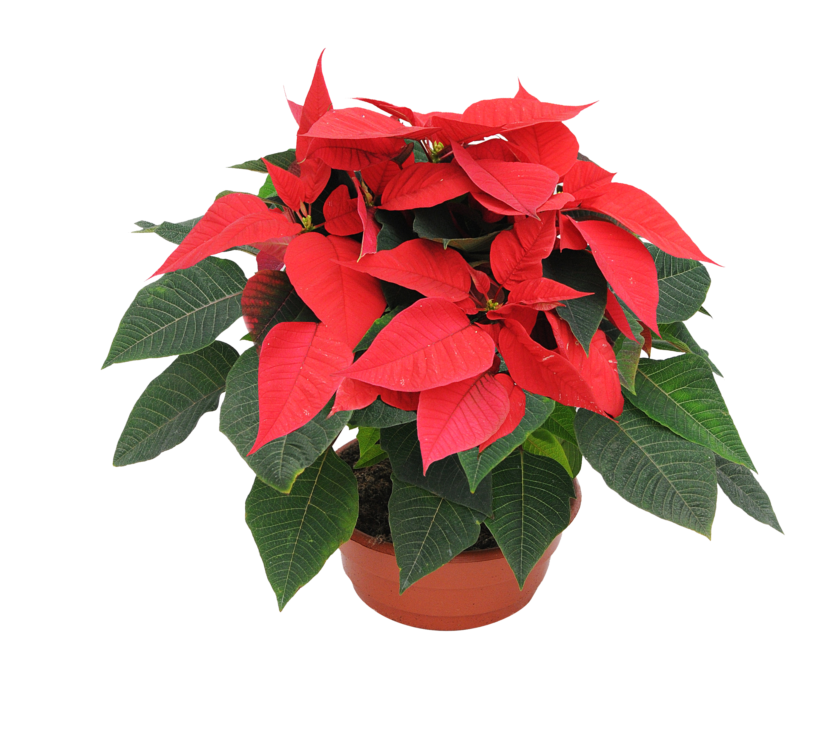 Poinsecja wielopędowa mix 30 cm Gwiazda betlejemska - Leroy Merlin