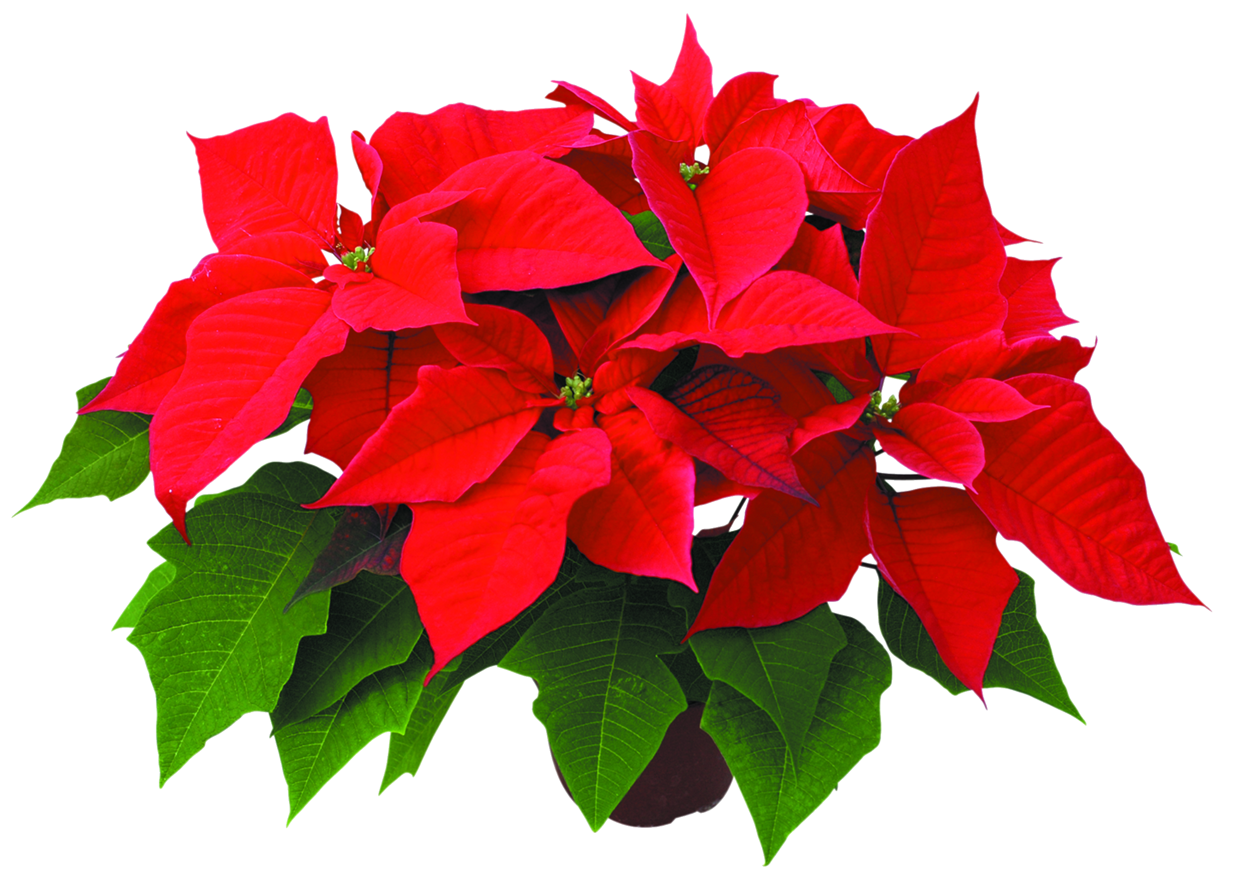 Poinsecja wielopędowa mix 25-30 cm Gwiazda betlejemska - Leroy Merlin