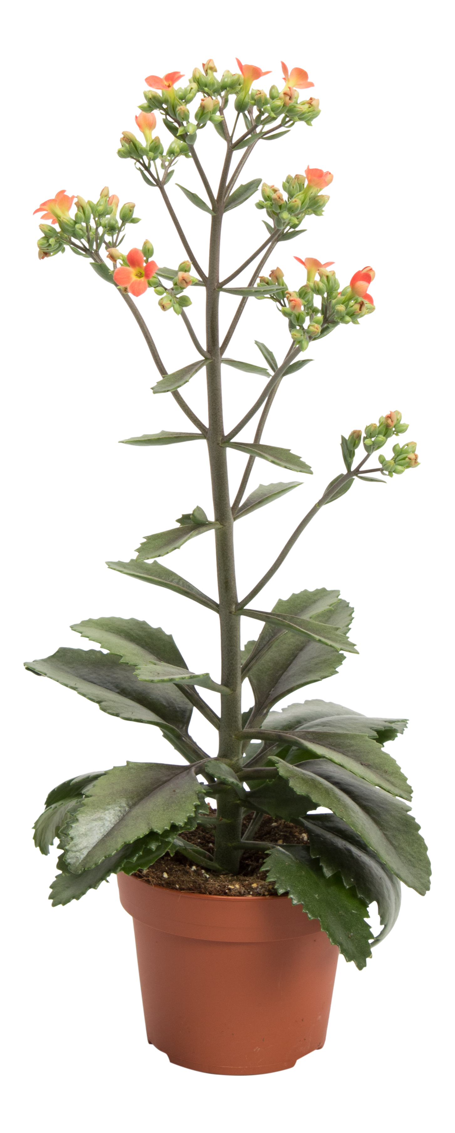 Żyworódka Kalanchoe Dorothy 50cm - Leroy Merlin