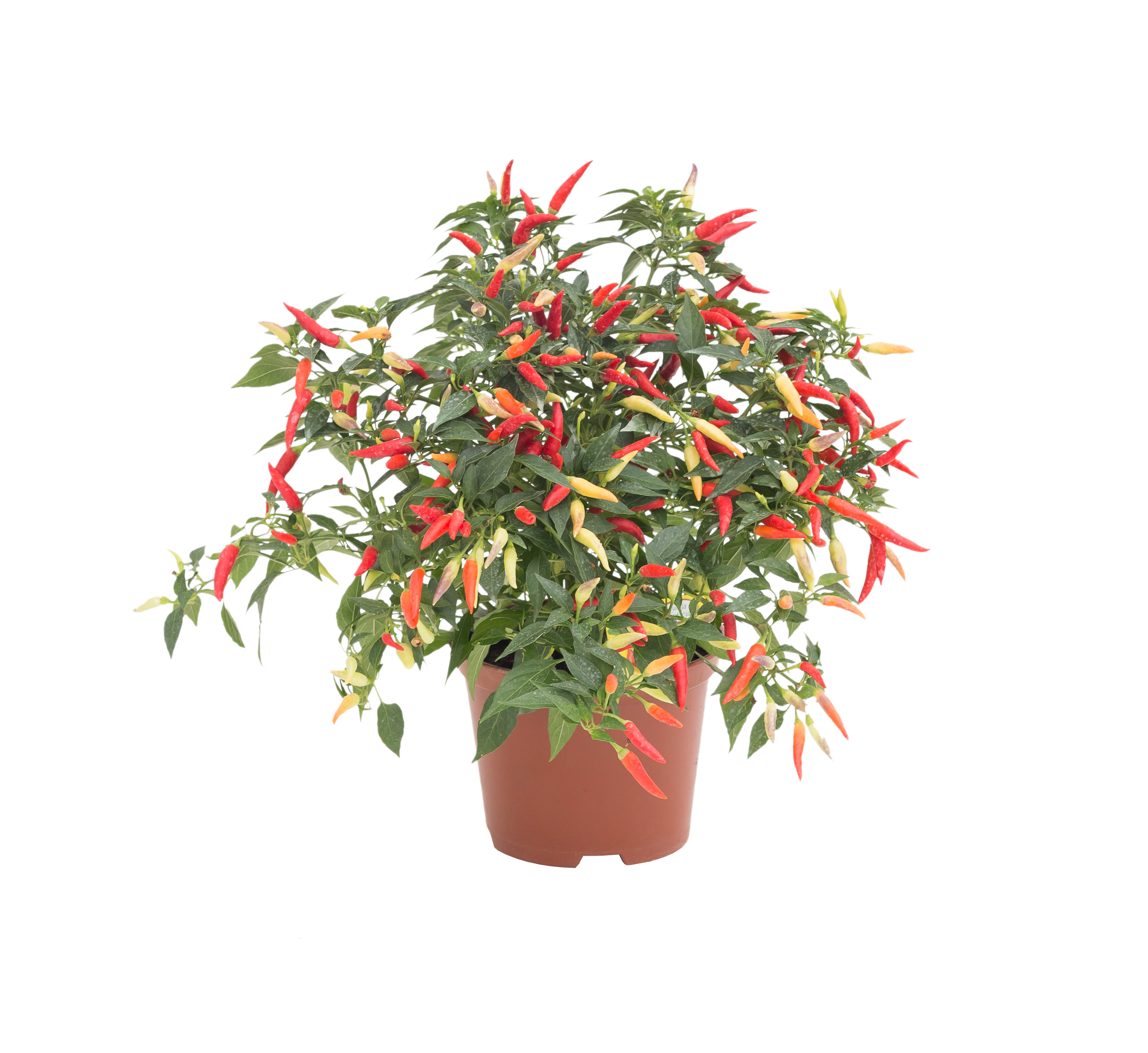 Papryka balkonowa mix 20-30 cm - Leroy Merlin