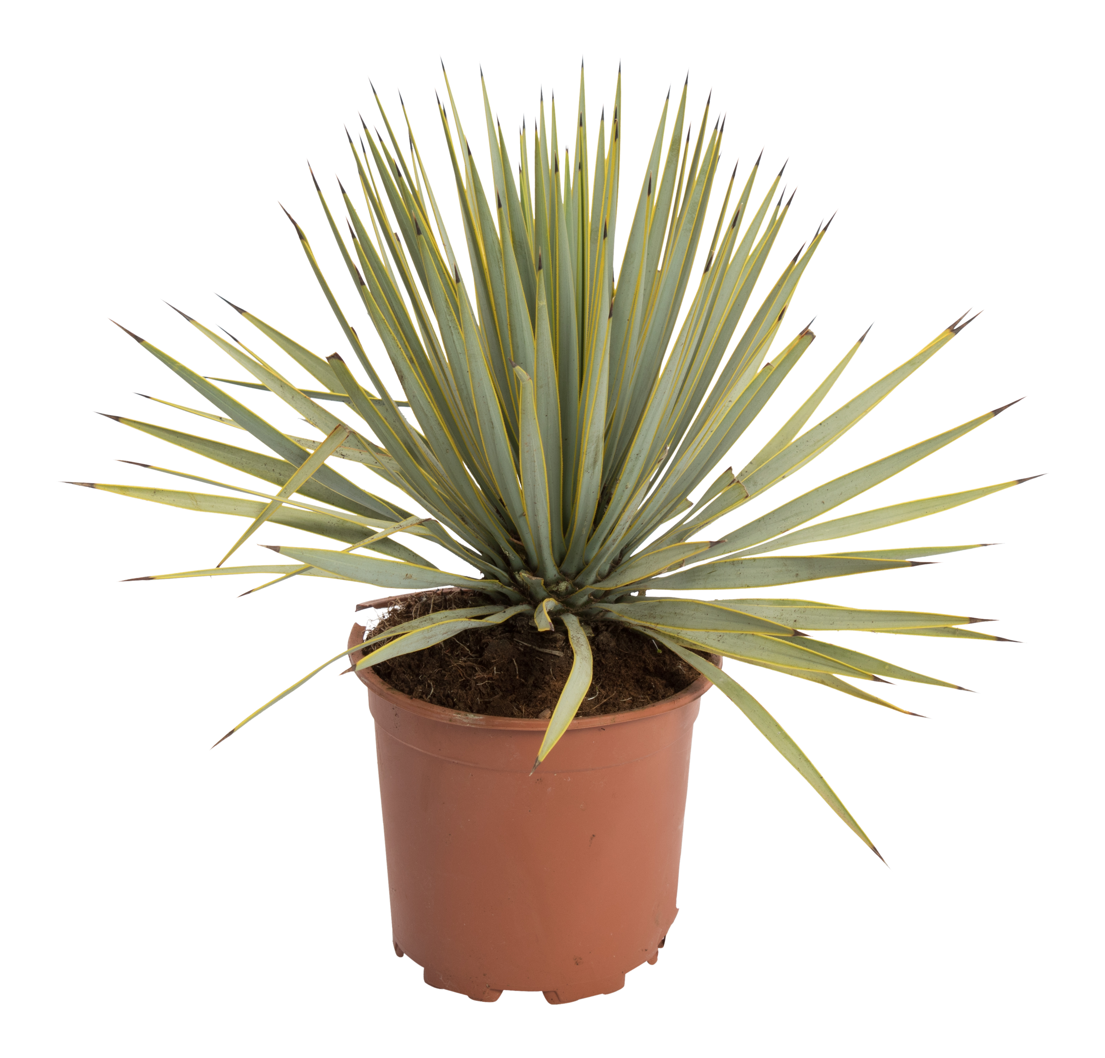 Juka rostrata 45 cm - Leroy Merlin