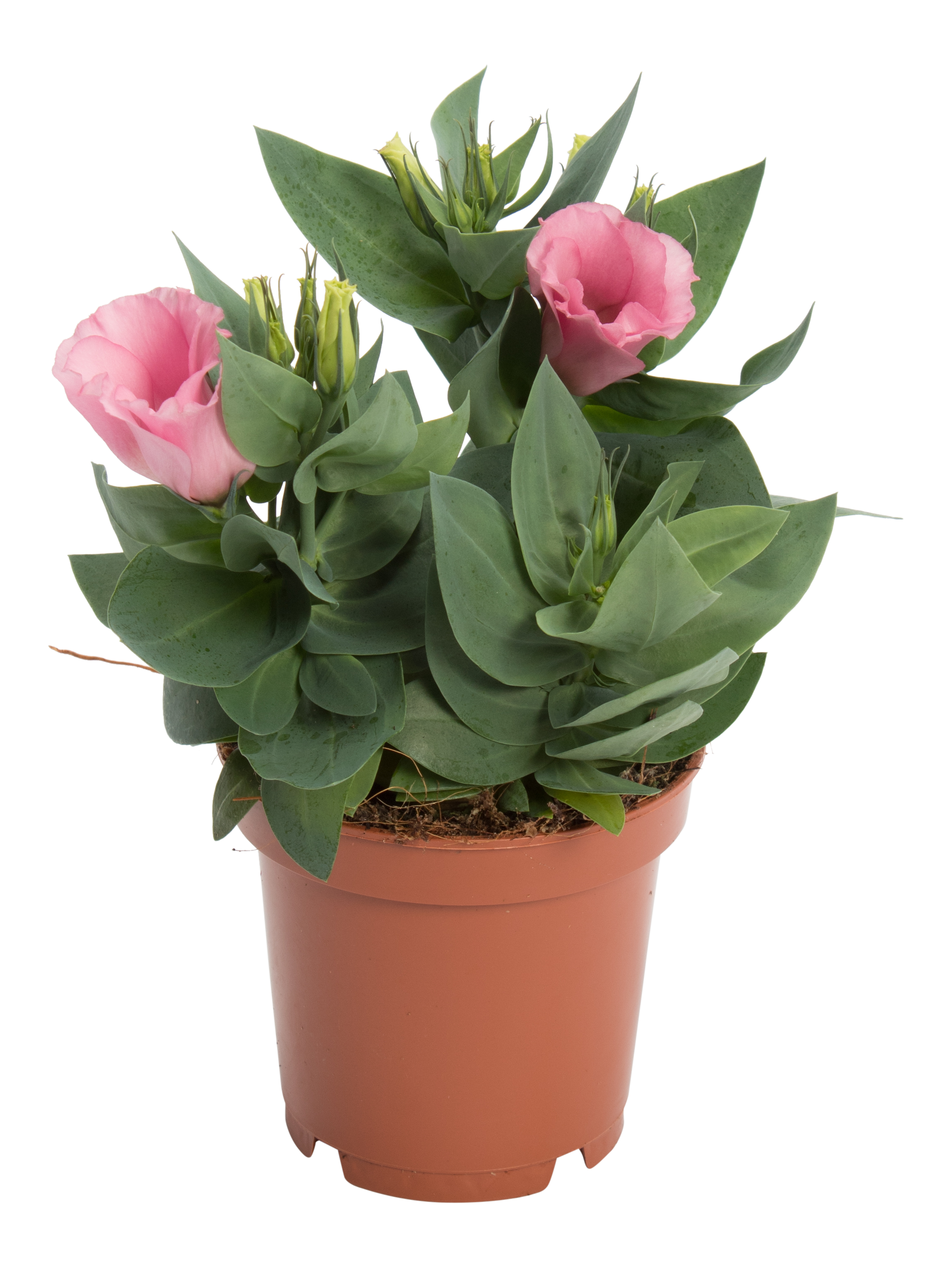 Eustoma wielkokwiatowa mix 20cm - Leroy Merlin