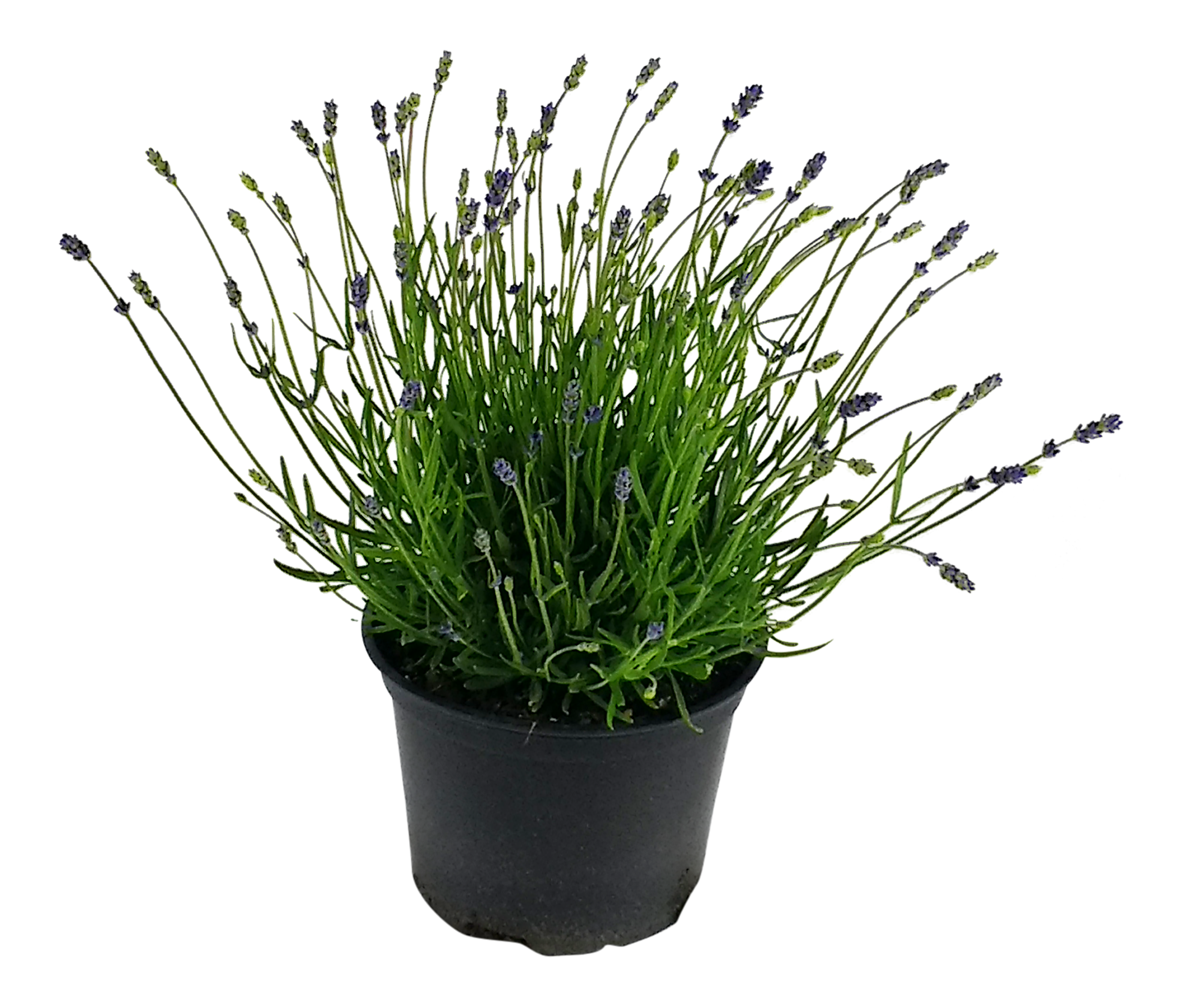 Lawenda wąskolistna Essence Blue 25-35 cm - Leroy Merlin