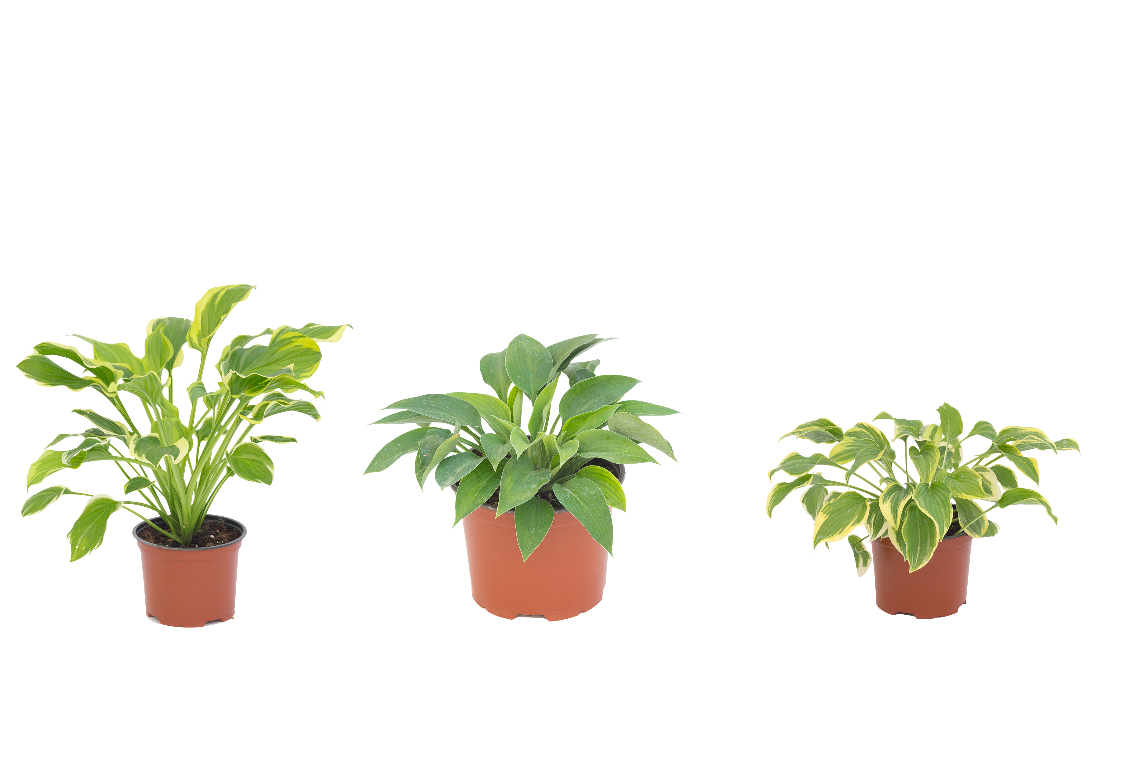 Funkia Hosta mix 20-25 cm - Leroy Merlin