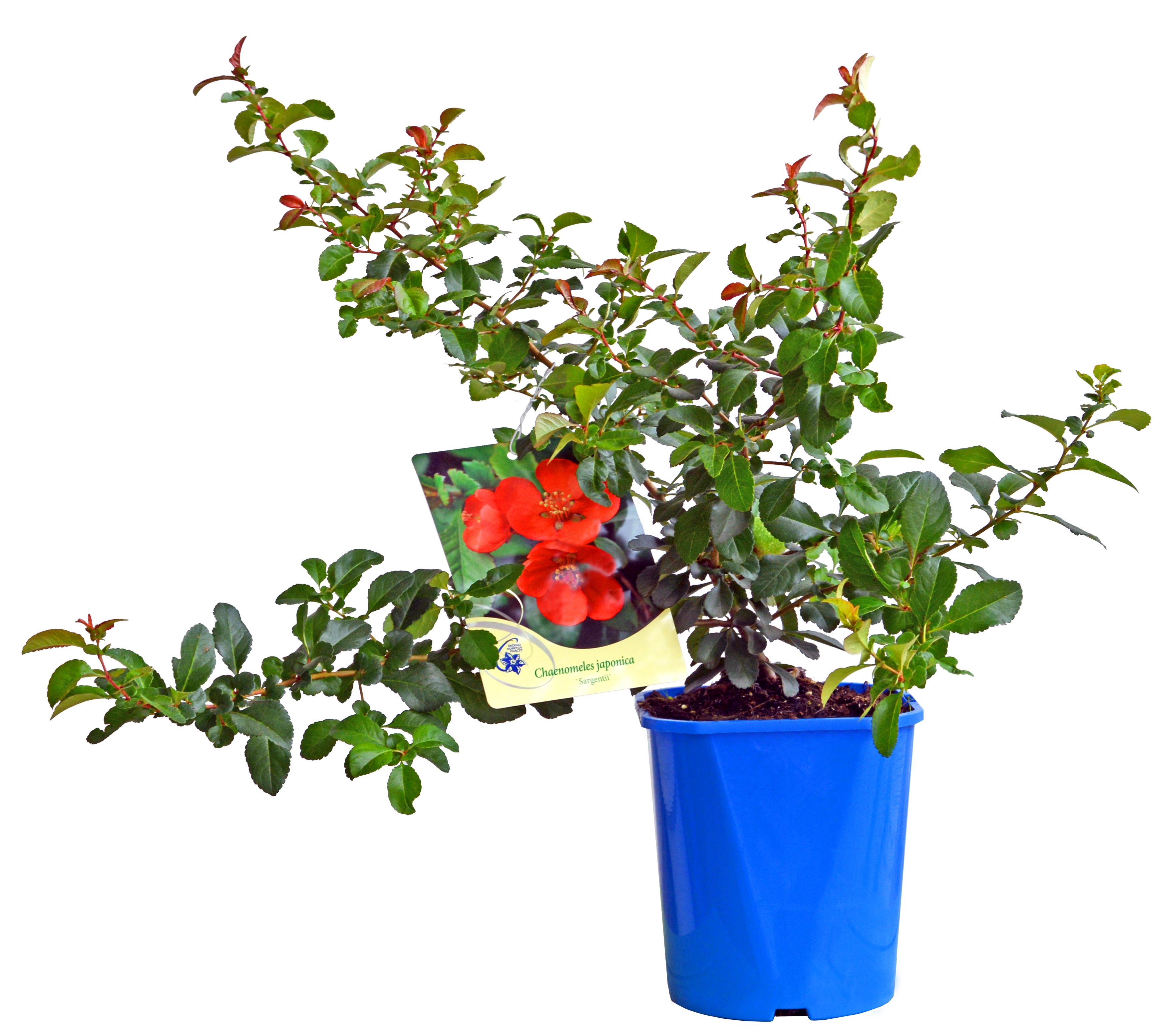 Pigwa pospolista Cydonia mix 60 cm - Leroy Merlin