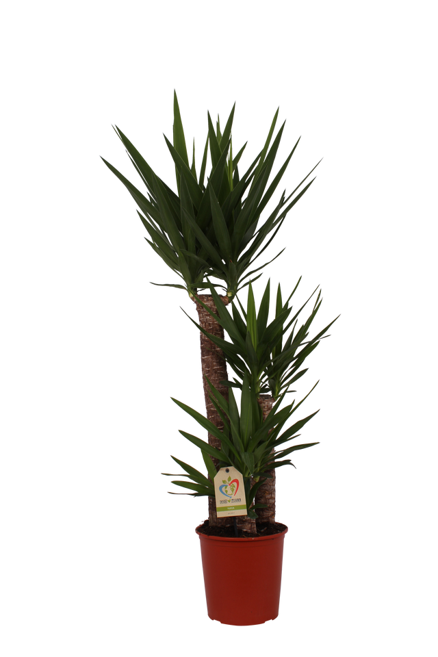 Juka - rośliny doniczkowe do wnętrz w różnych rozmiarach