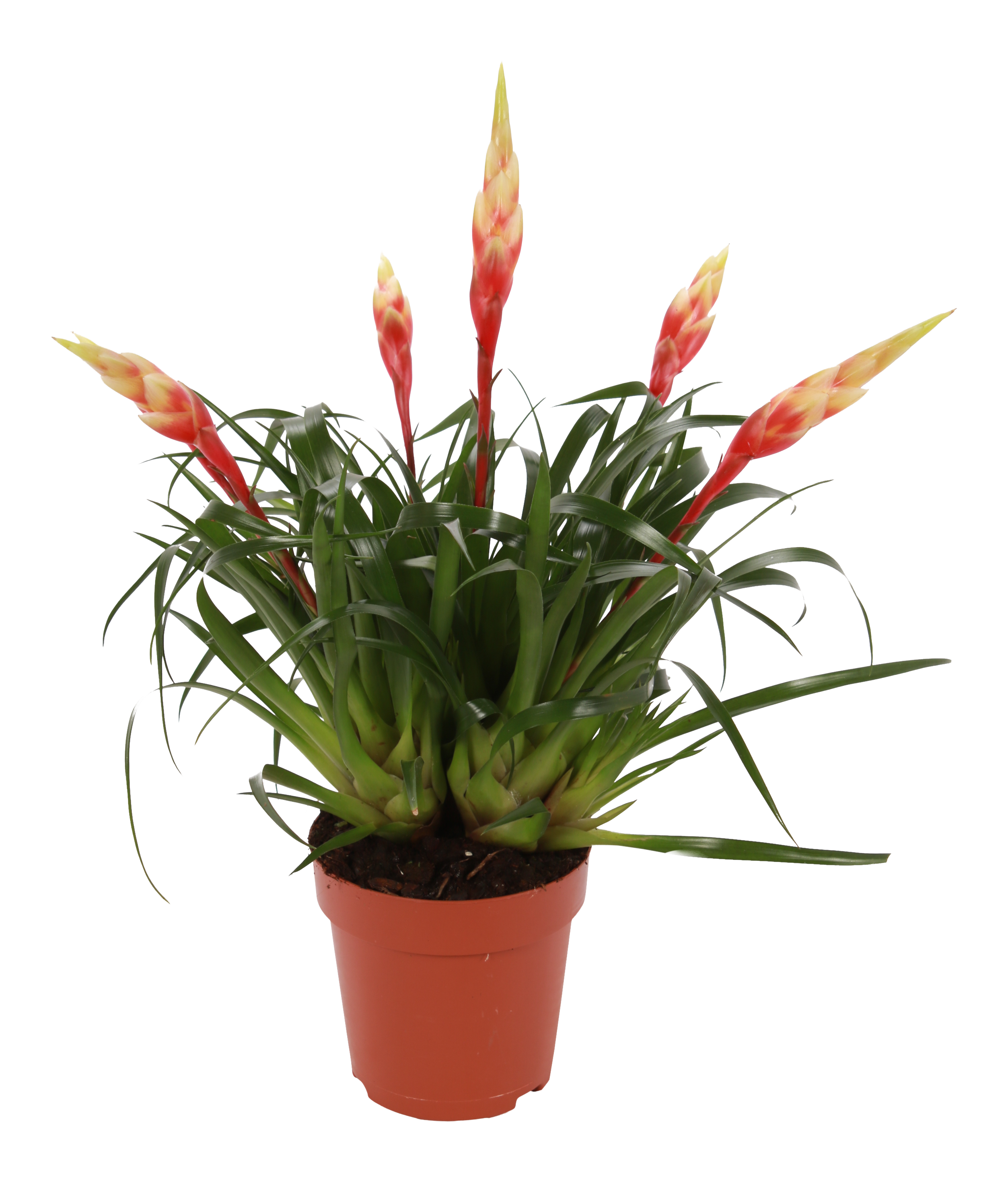 Frizea lśniąca Vriesea multiflower Shannon Bromelia 45cm - Leroy Merlin