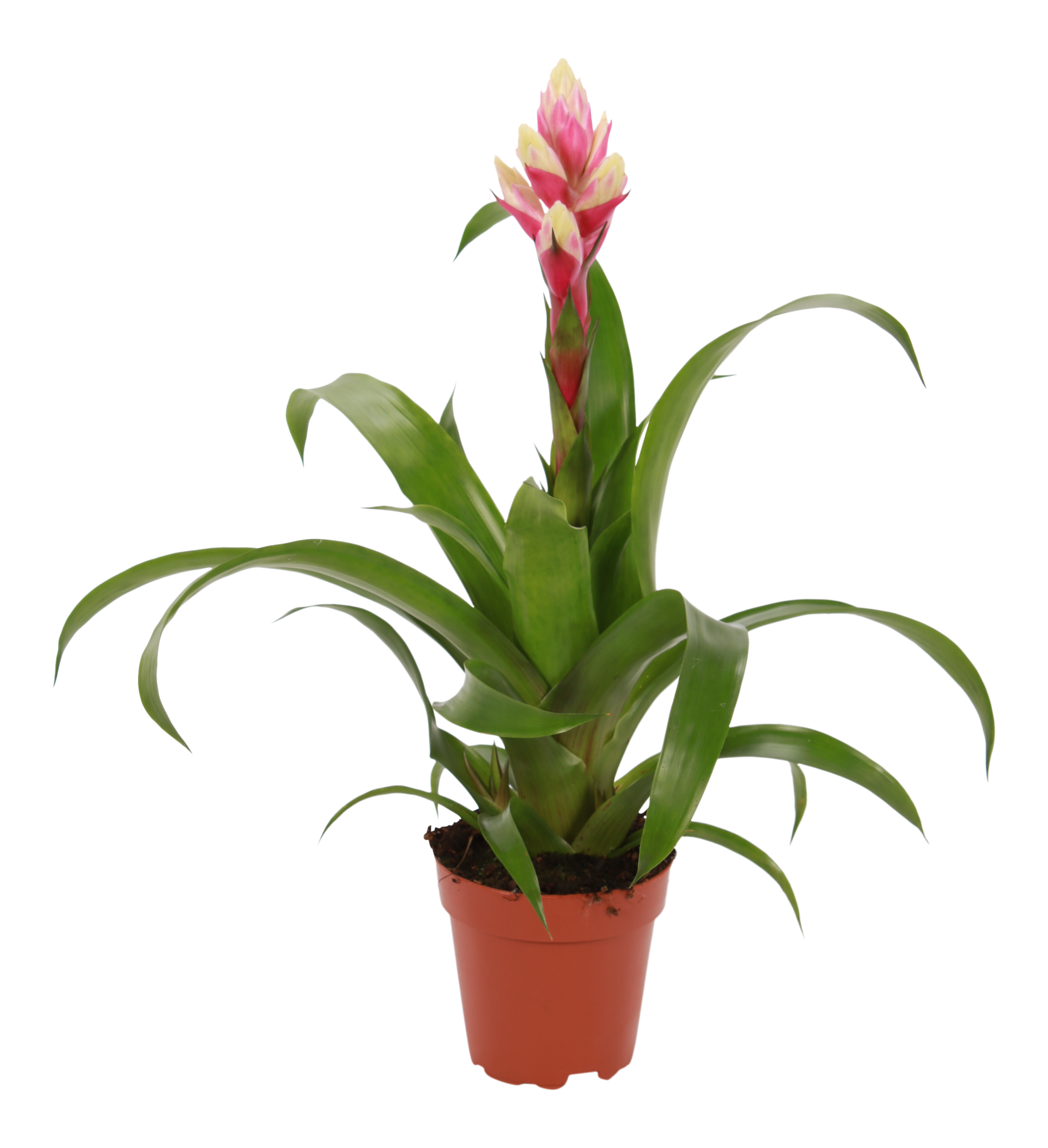 Guzmania Candy 45cm - Leroy Merlin