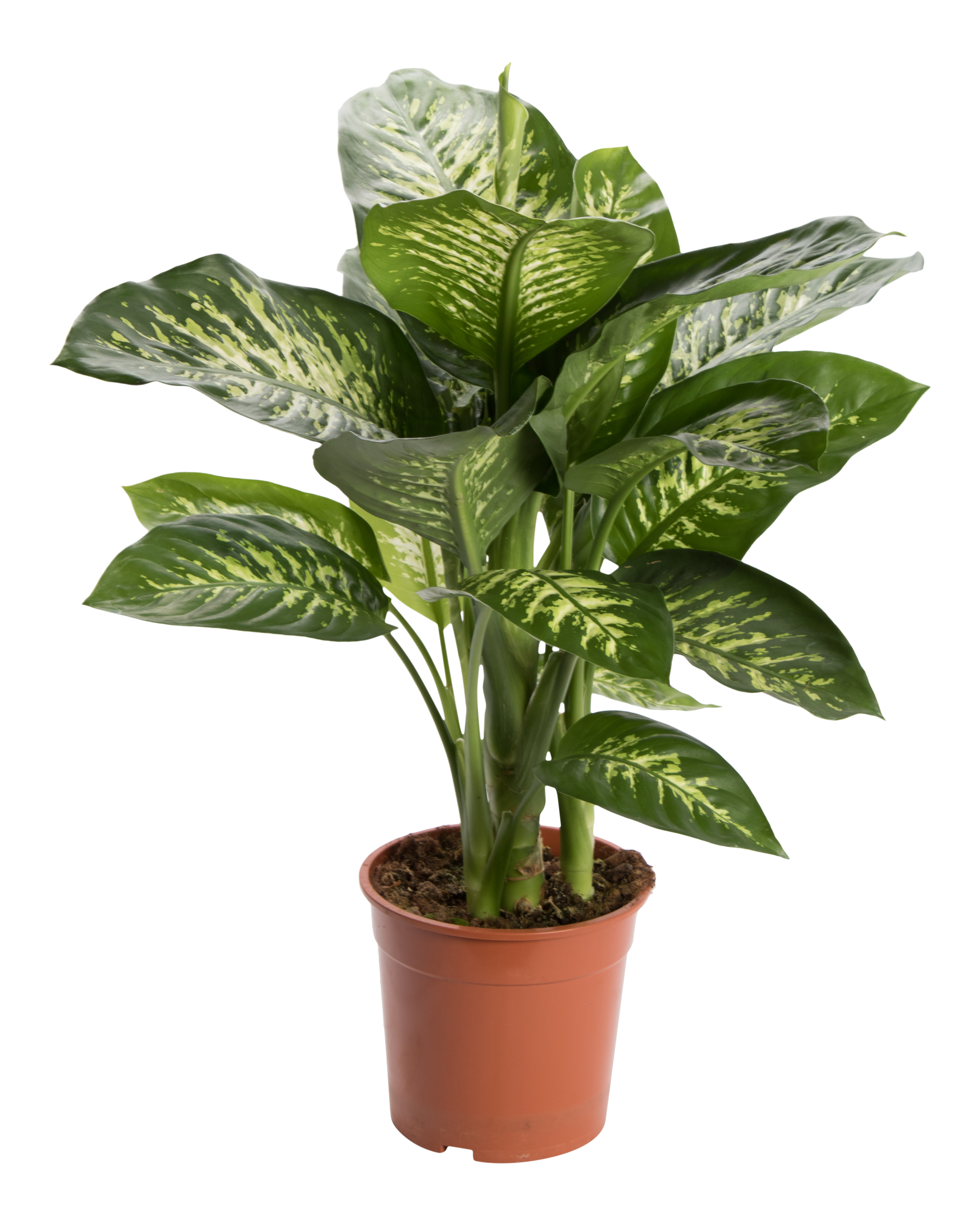 Difenbachia Tropic Snow 80 cm - Leroy Merlin