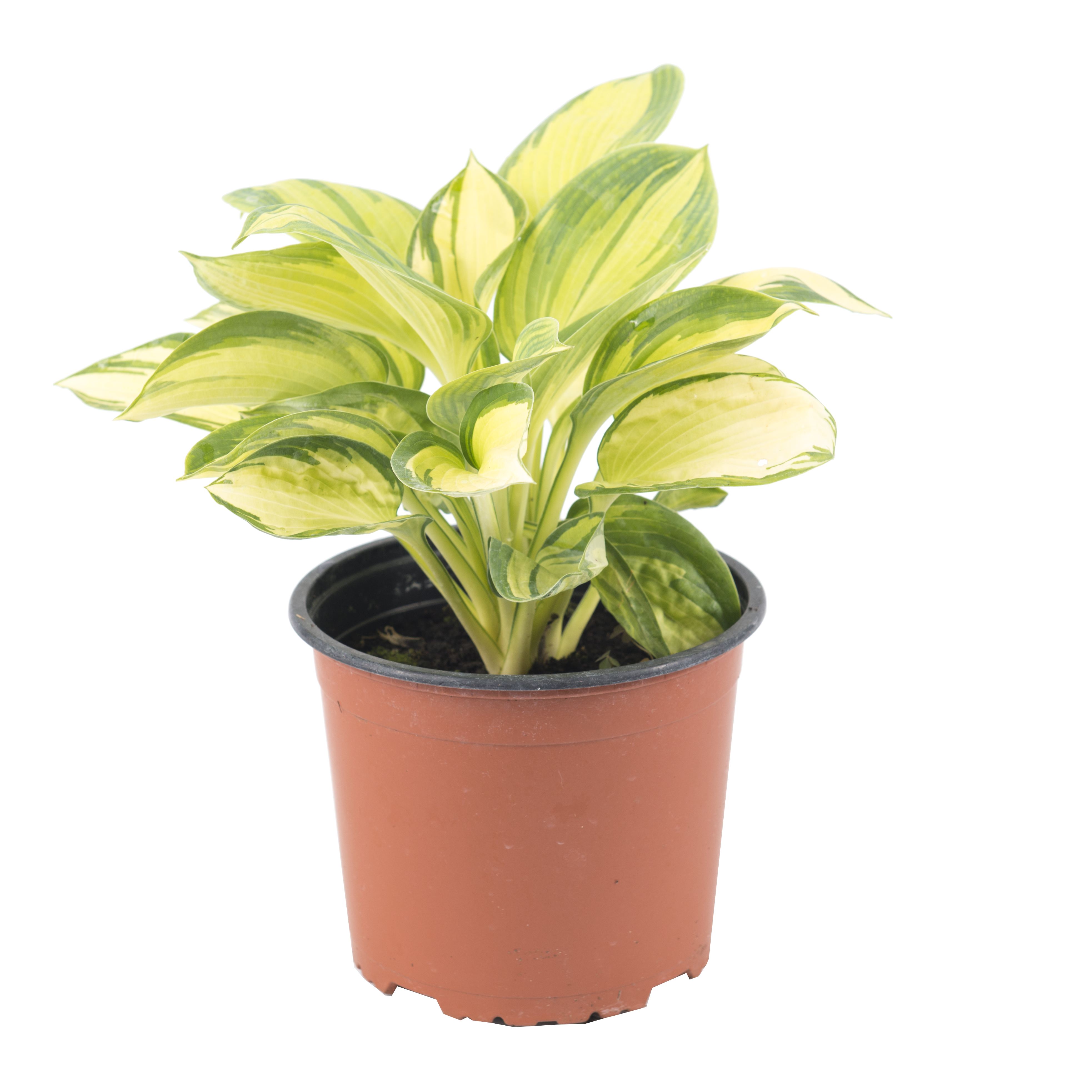 Funkia Hosta mix 20-40 cm - Leroy Merlin