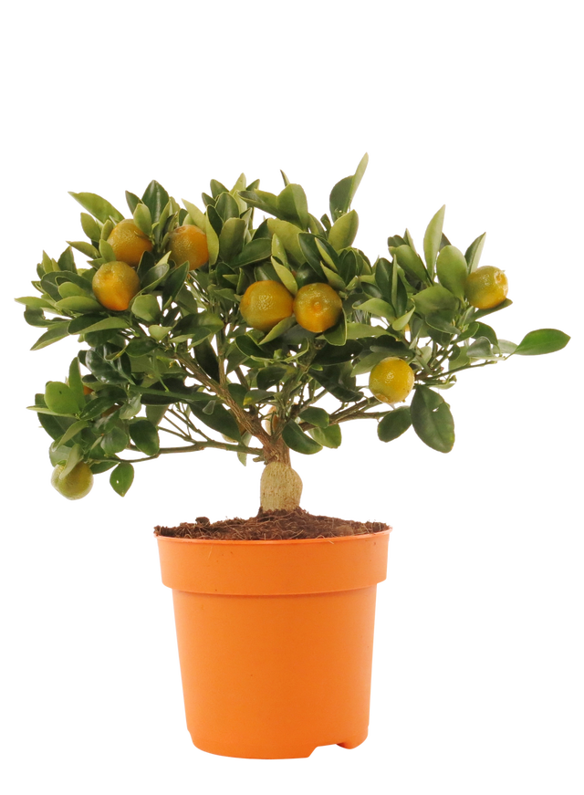 Cytrusy doniczkowe - rośliny cytrusowe do domu i ogrodu