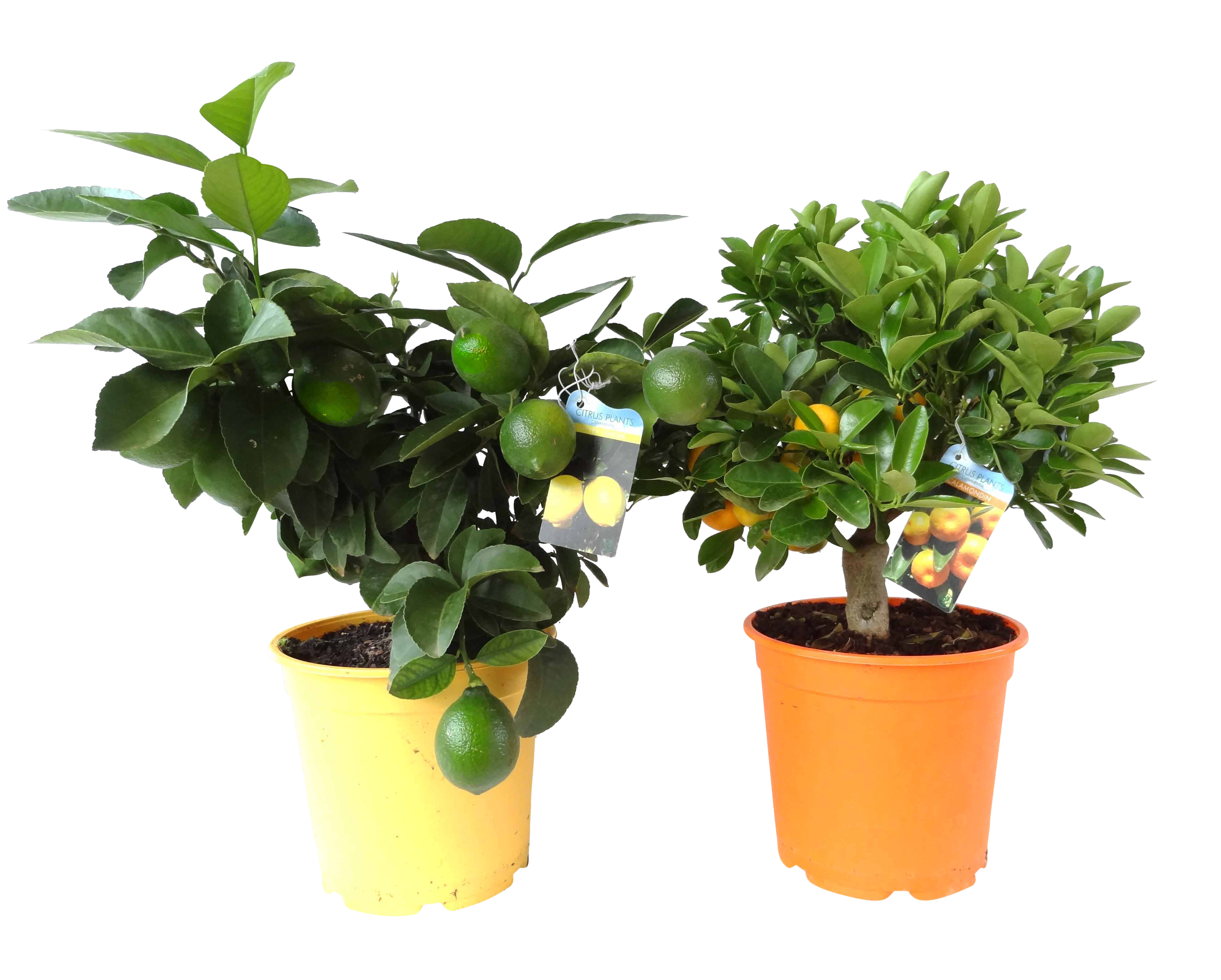 Cytrus forma pienna mix 60-65 cm - Leroy Merlin