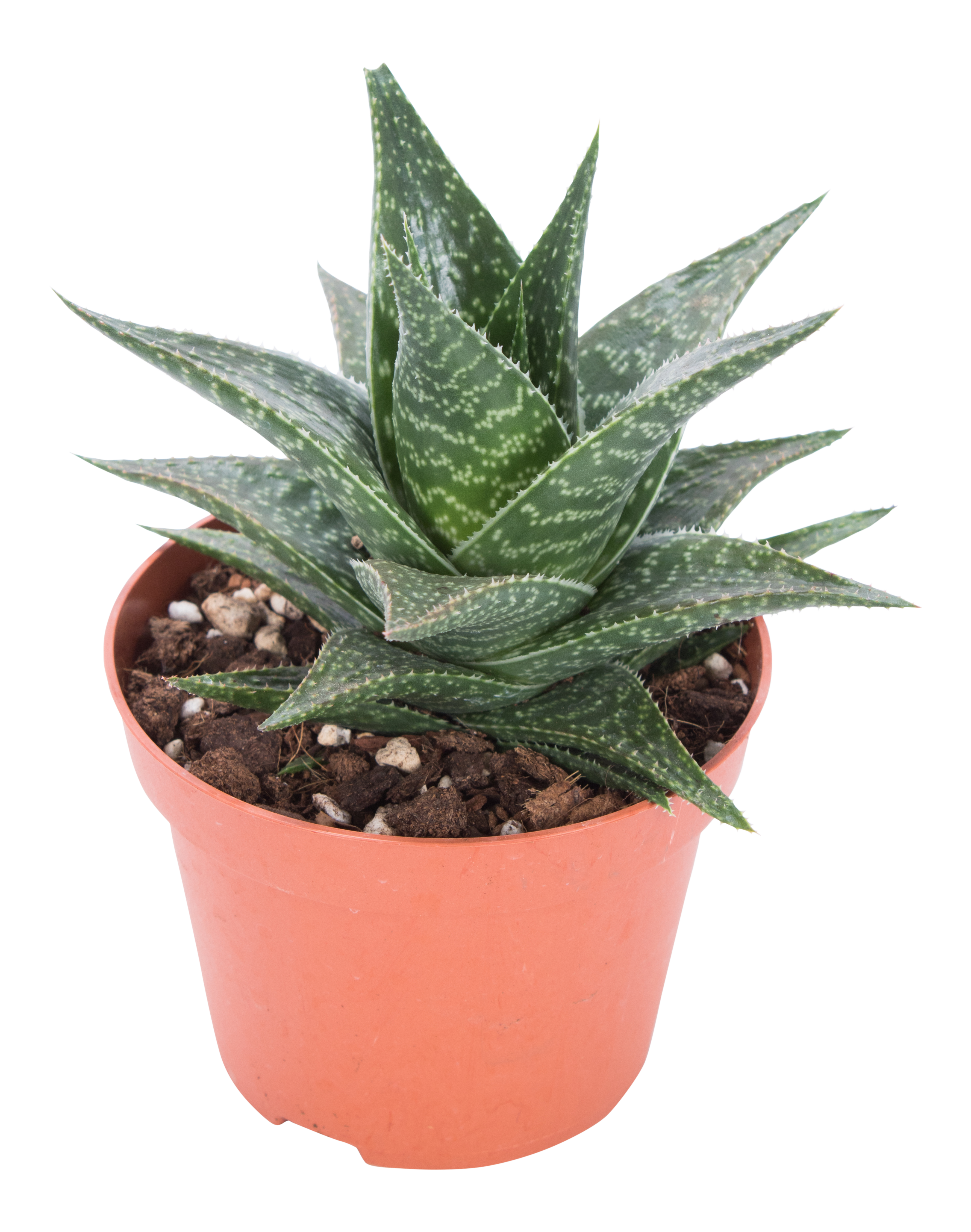 Aloes Hodi 15 cm - Leroy Merlin