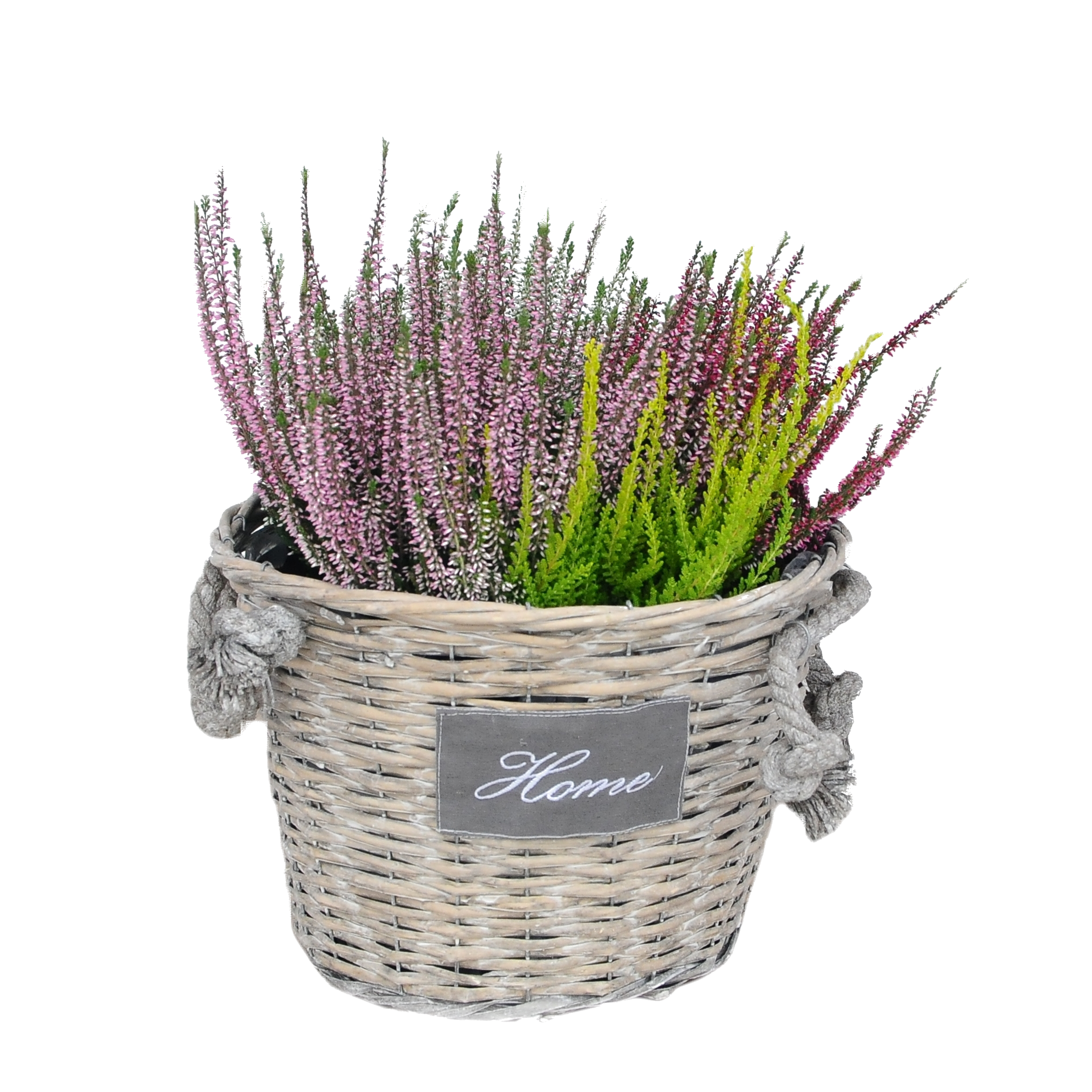 Wrzos pospolity 50-60 cm w koszyku wiklinowym - Leroy Merlin