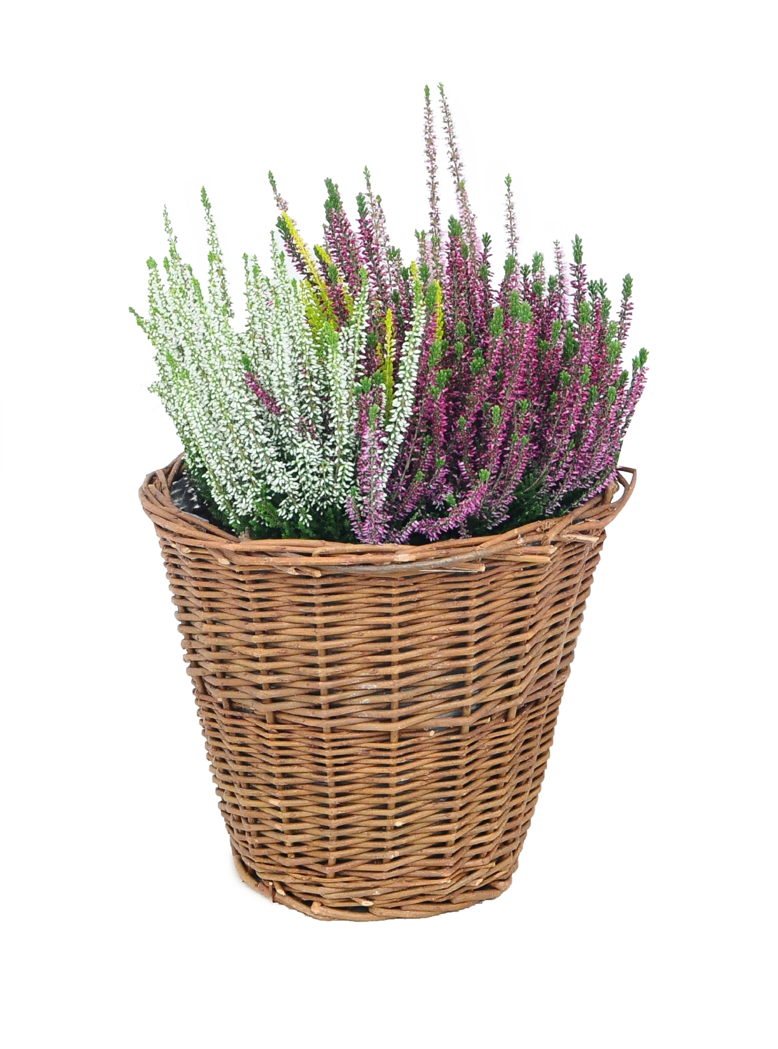 Wrzos pospolity w koszu wiklinowym 35-40 cm - Leroy Merlin