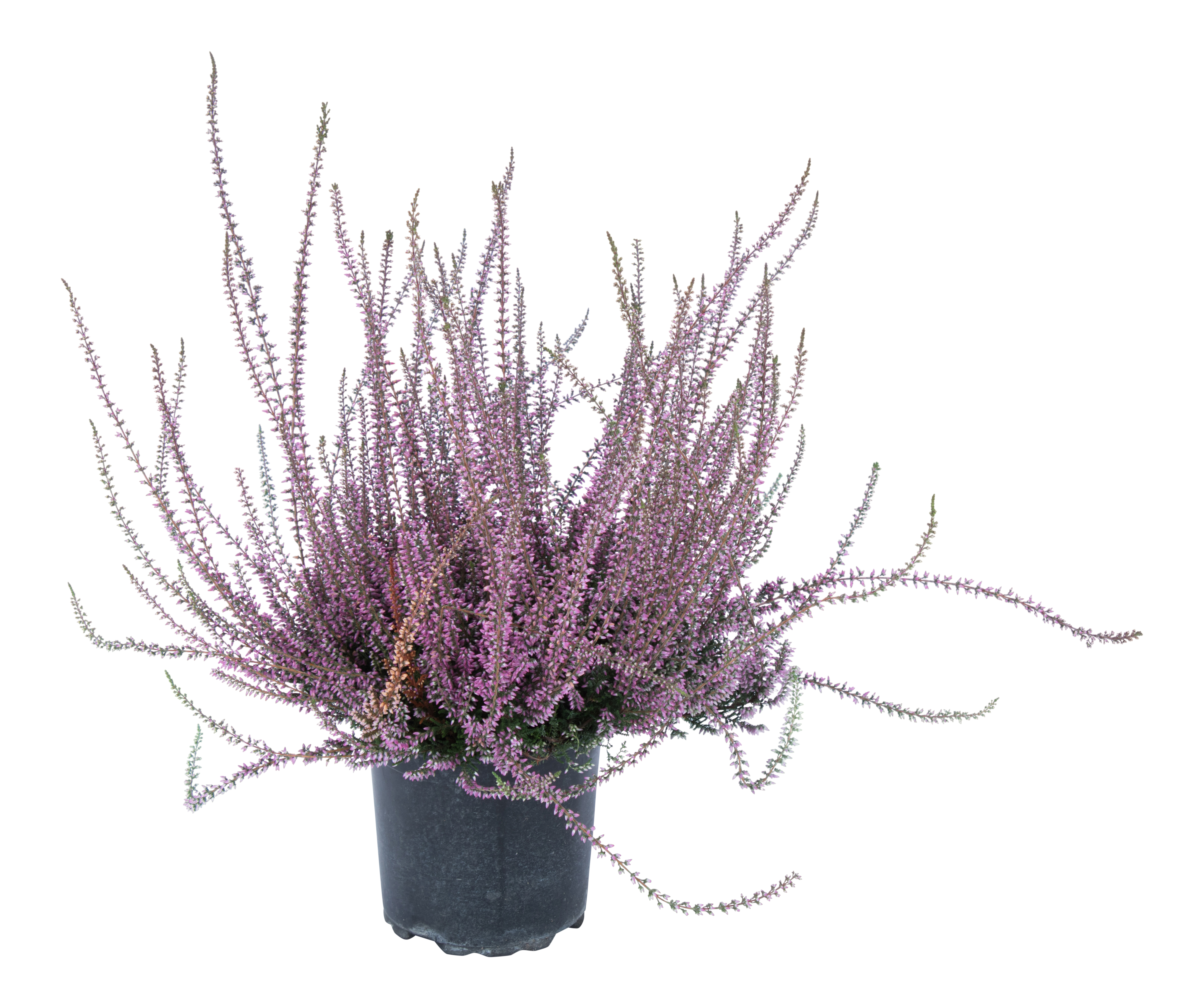 Wrzos pospolity mix 30 - 40 cm - Leroy Merlin