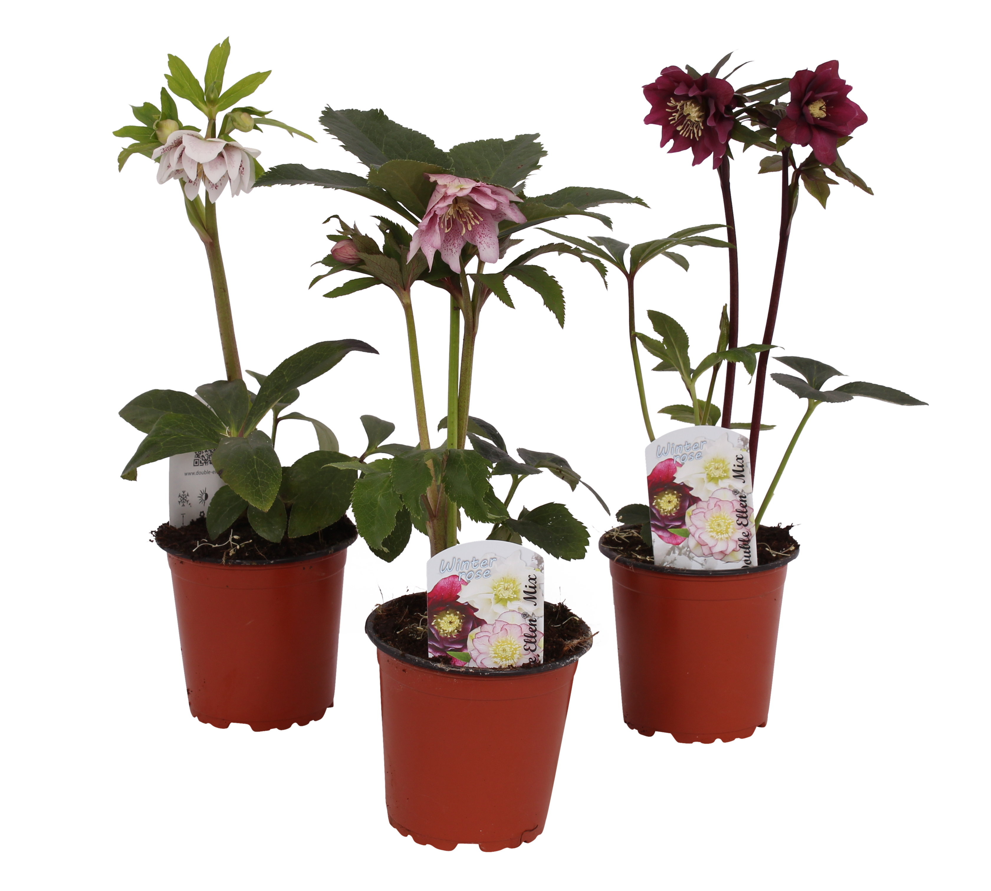 Ciemiernik Helleborus mix 30-40 cm - Leroy Merlin