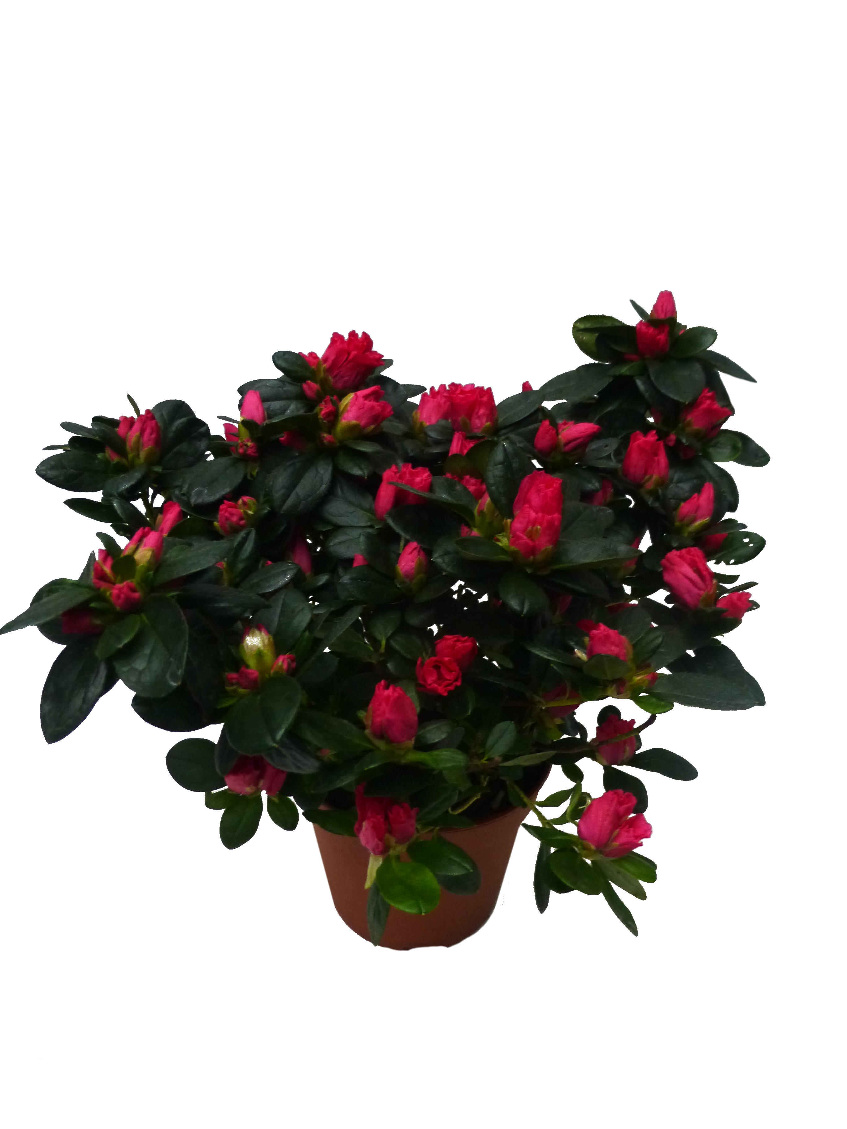 Azalea mix 15 cm - Leroy Merlin