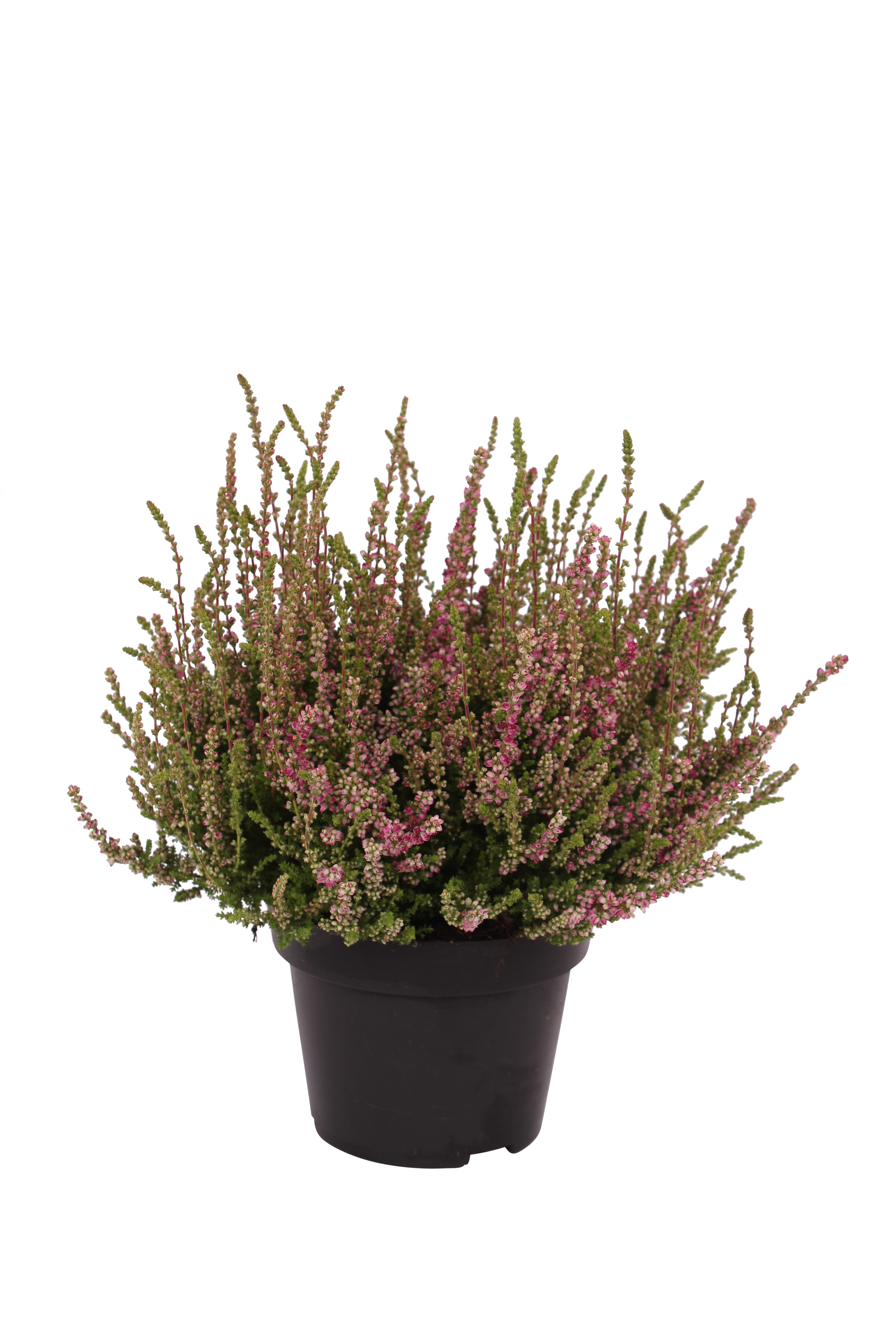 Wrzos pospolity 'dark Beaty' 20 - 25 cm - Leroy Merlin