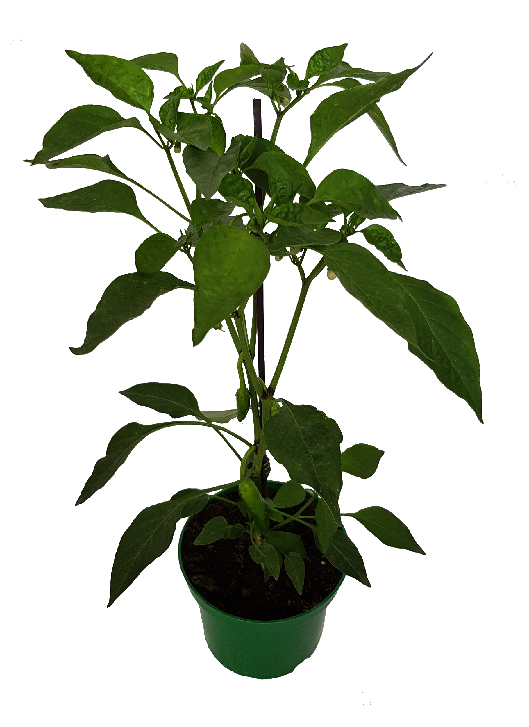 Papryka Chilli Big Devil 30-40 cm - Leroy Merlin