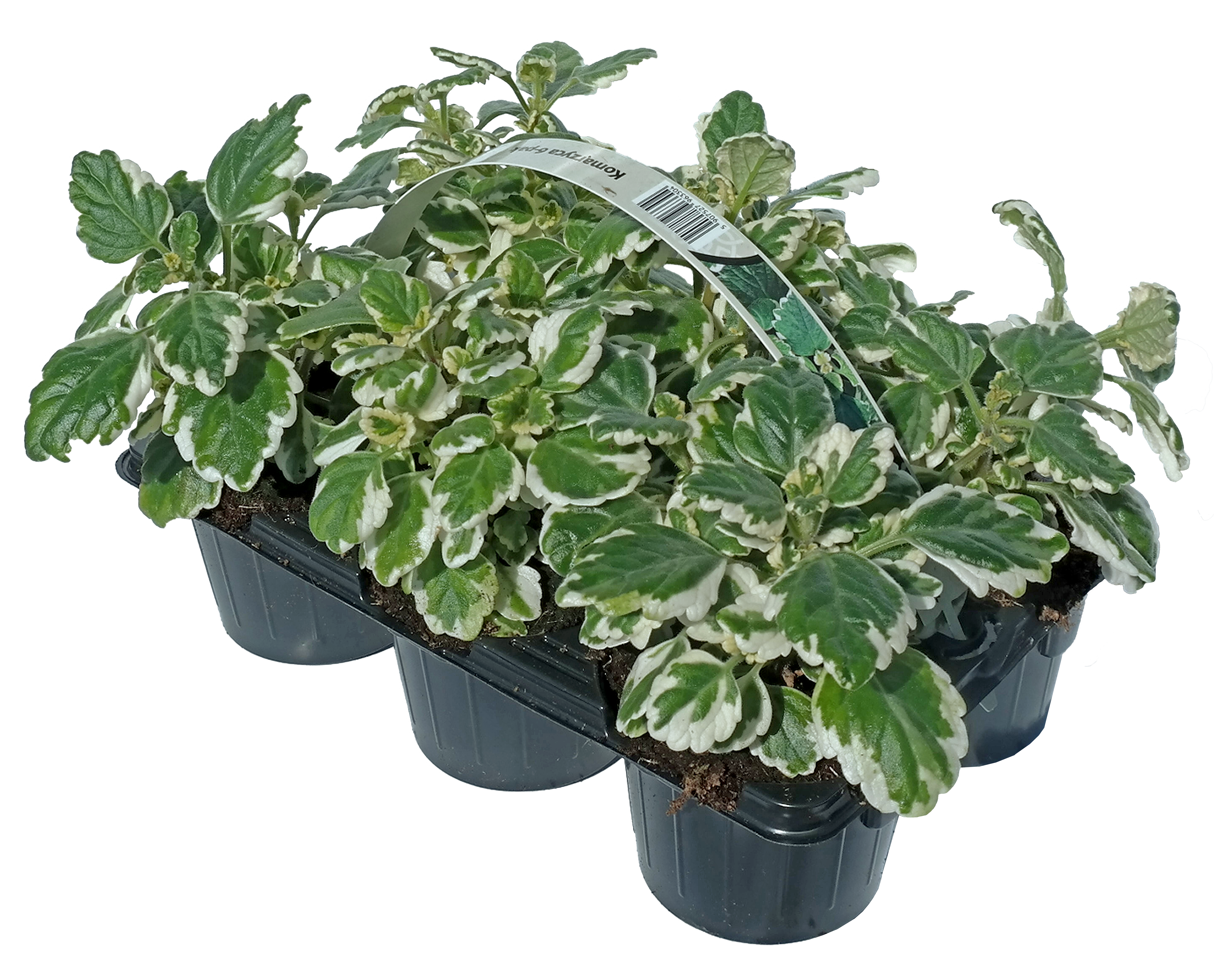 Roślina okrywowa Plektrantus (Komarzyca) 18 - 22 cm - Leroy Merlin