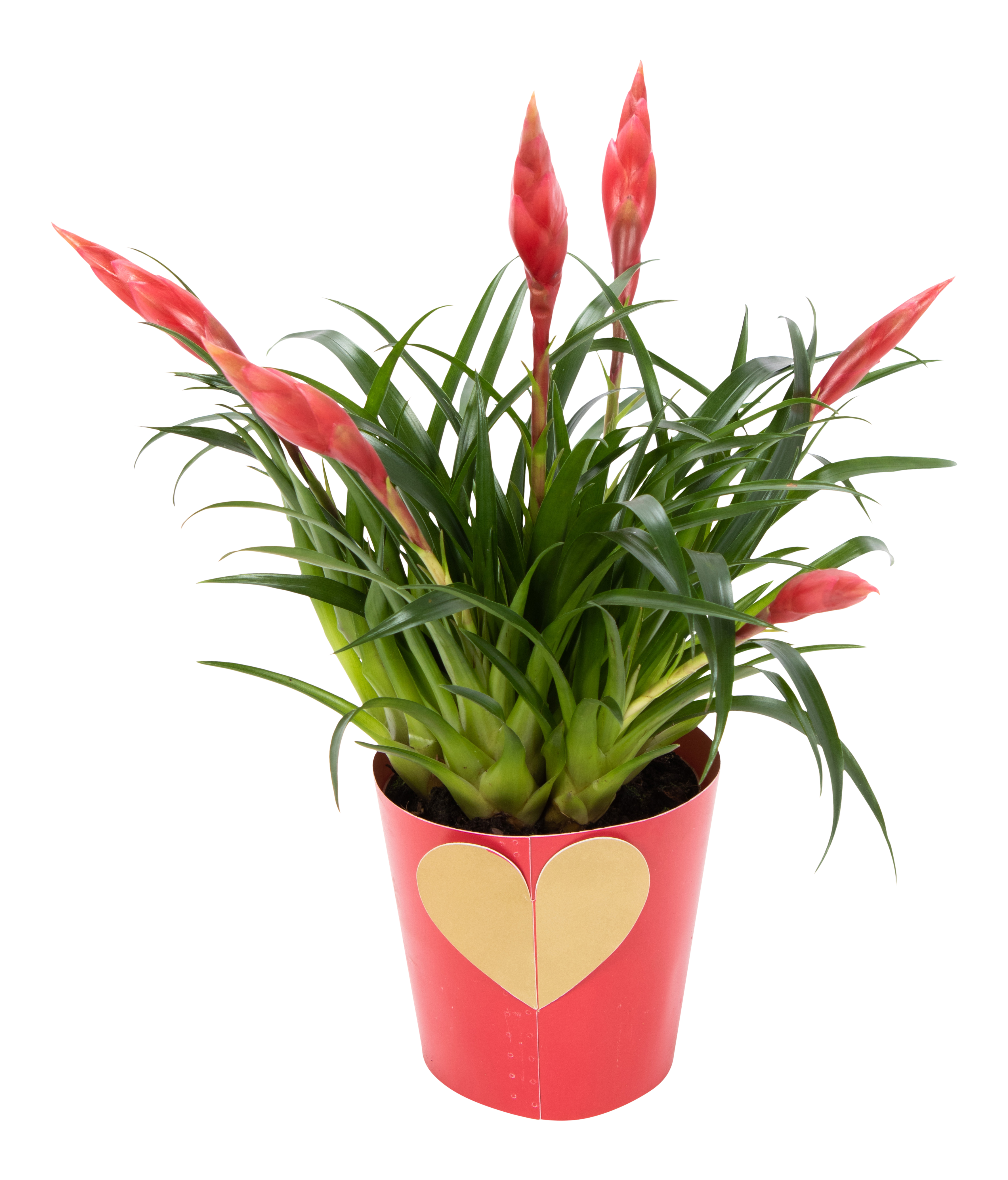 Frizea lsniąca Vriesea multiflower Astrid Bromelia 50cm - Leroy Merlin