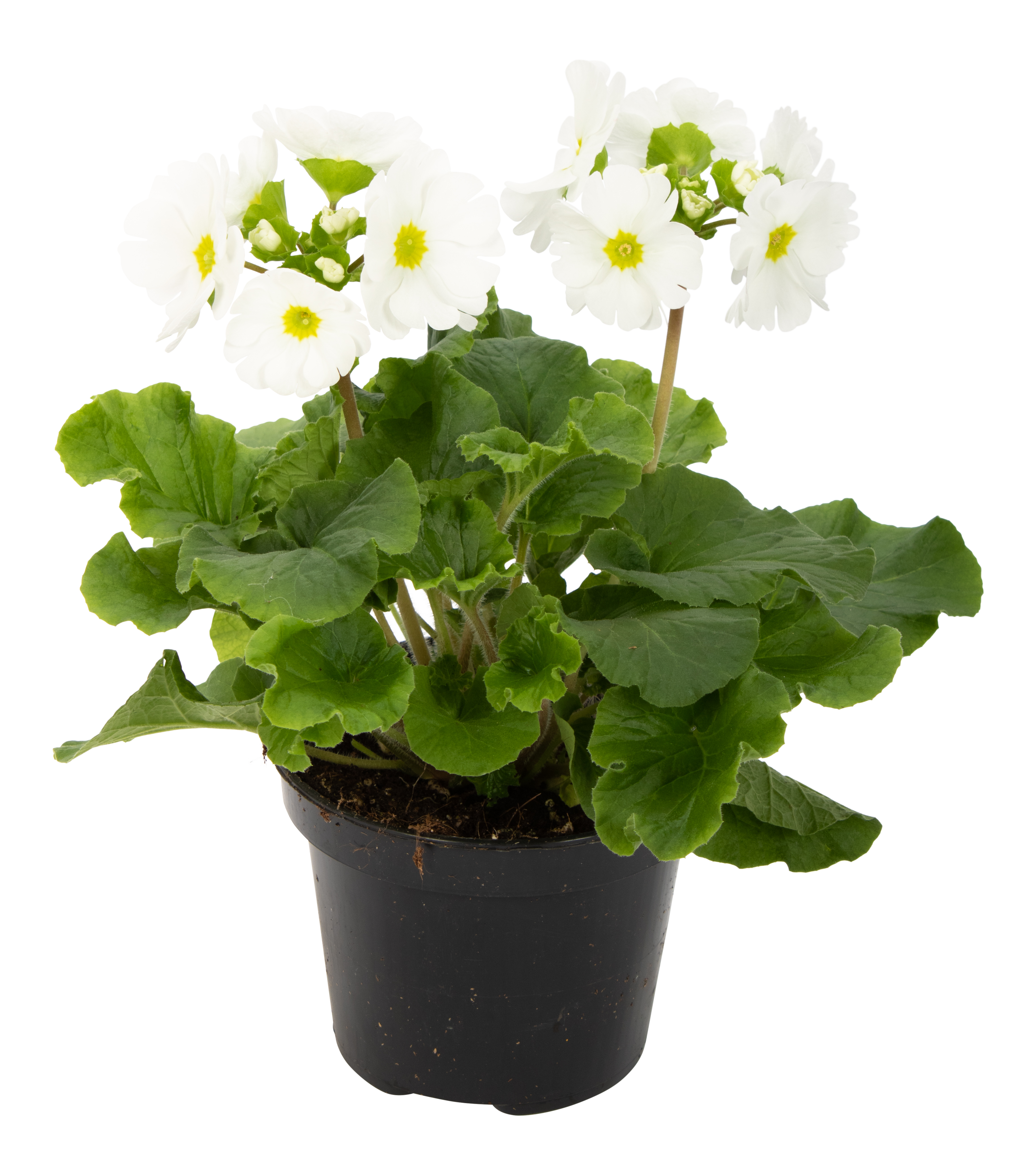Pierwiosnek kubkowaty Prymula biały 28cm - Leroy Merlin