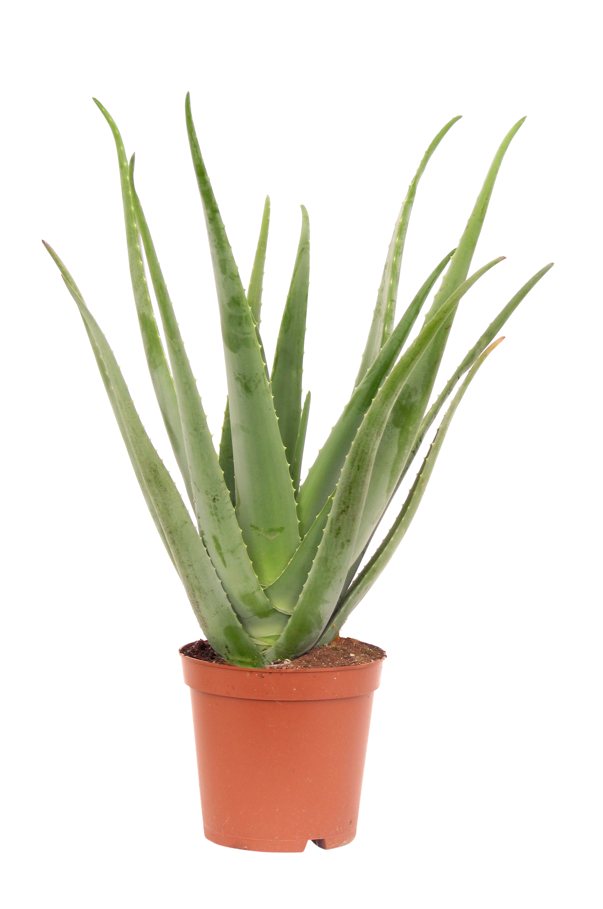 Aloes 40-45 cm - Leroy Merlin
