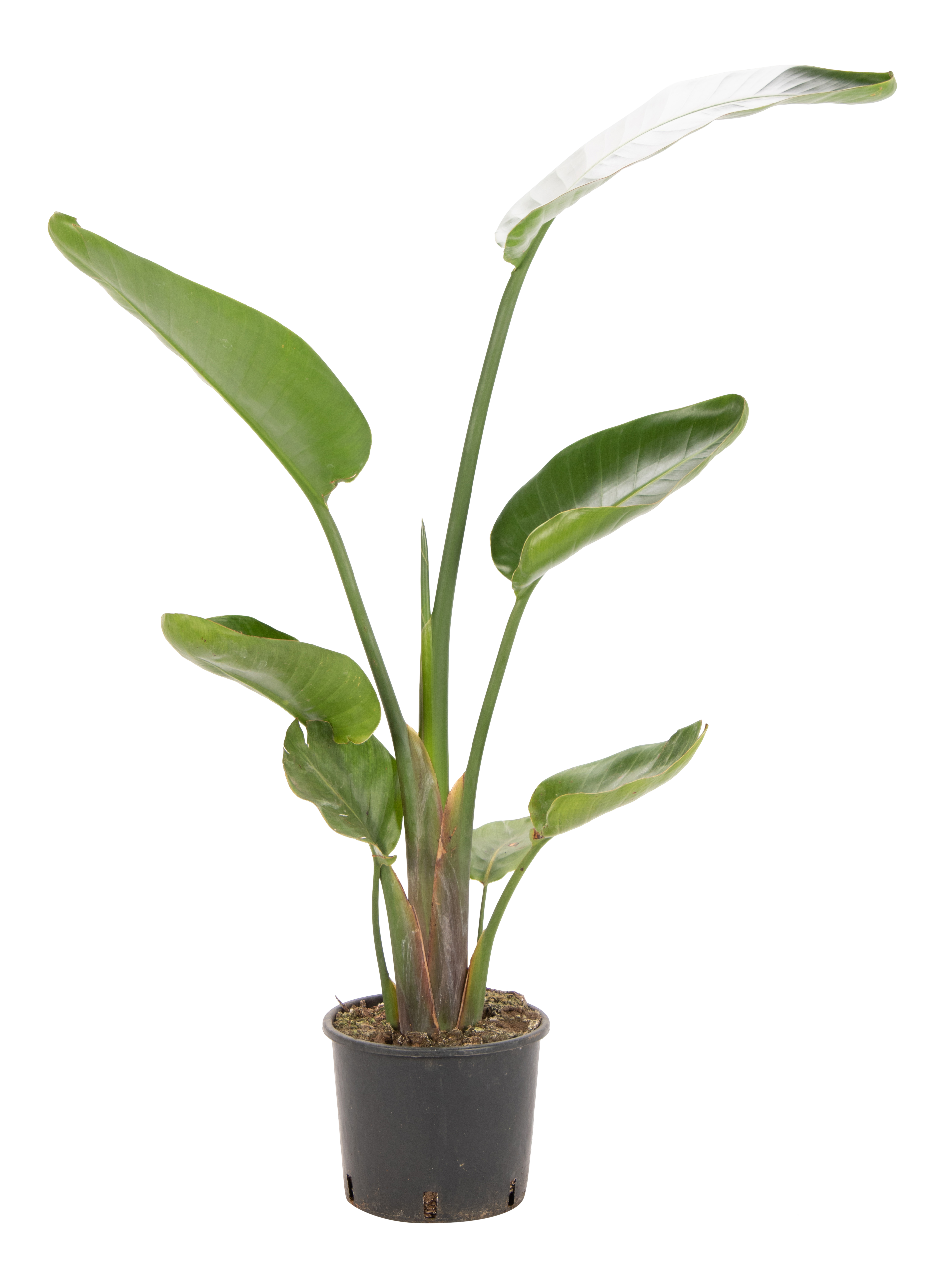 Strelicja biała Strelitzia nicolai Rajski Ptak 100 cm - Leroy Merlin