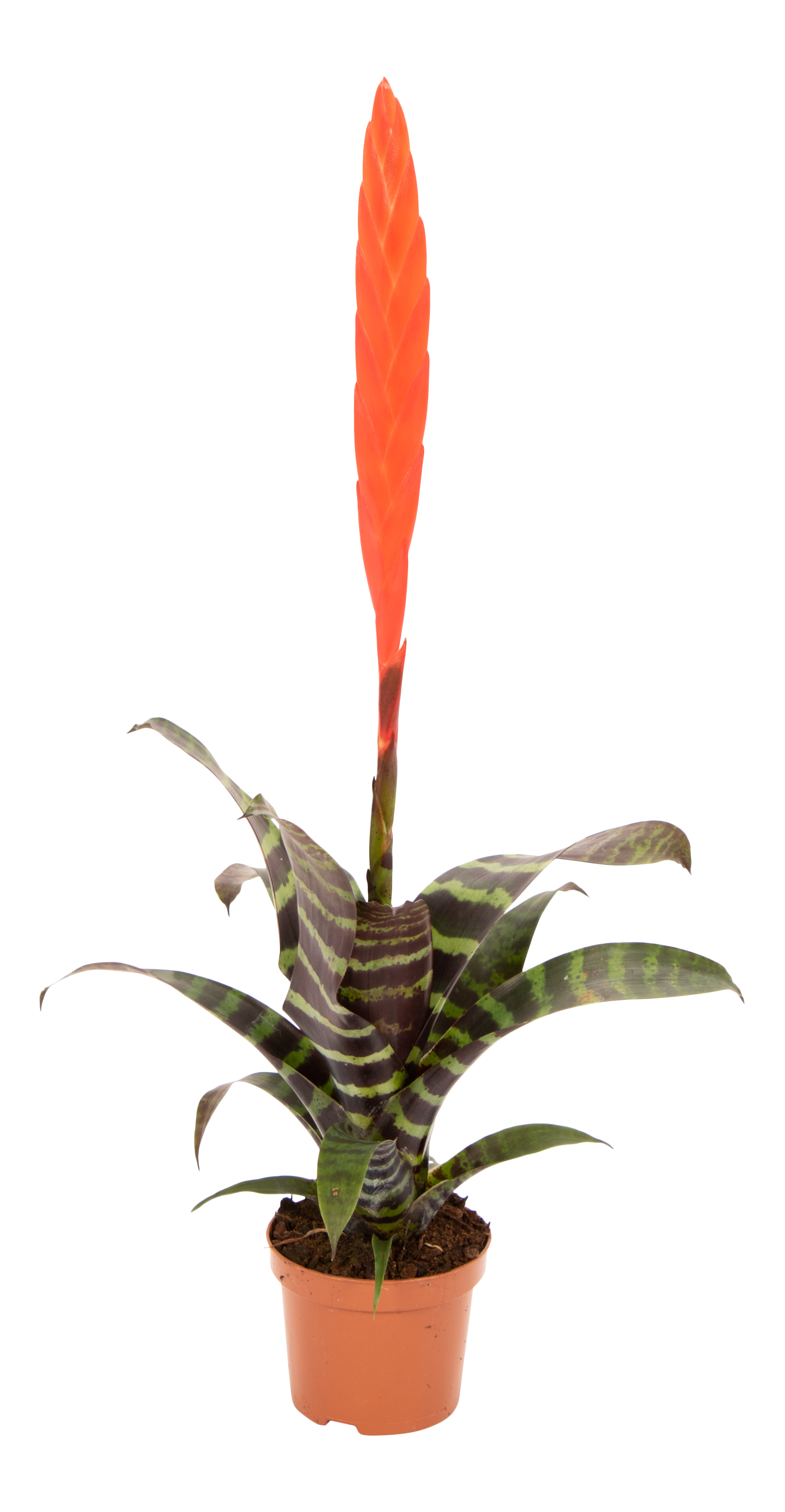Frizea lśniąca Vriesea Era Bromelia 55cm - Leroy Merlin
